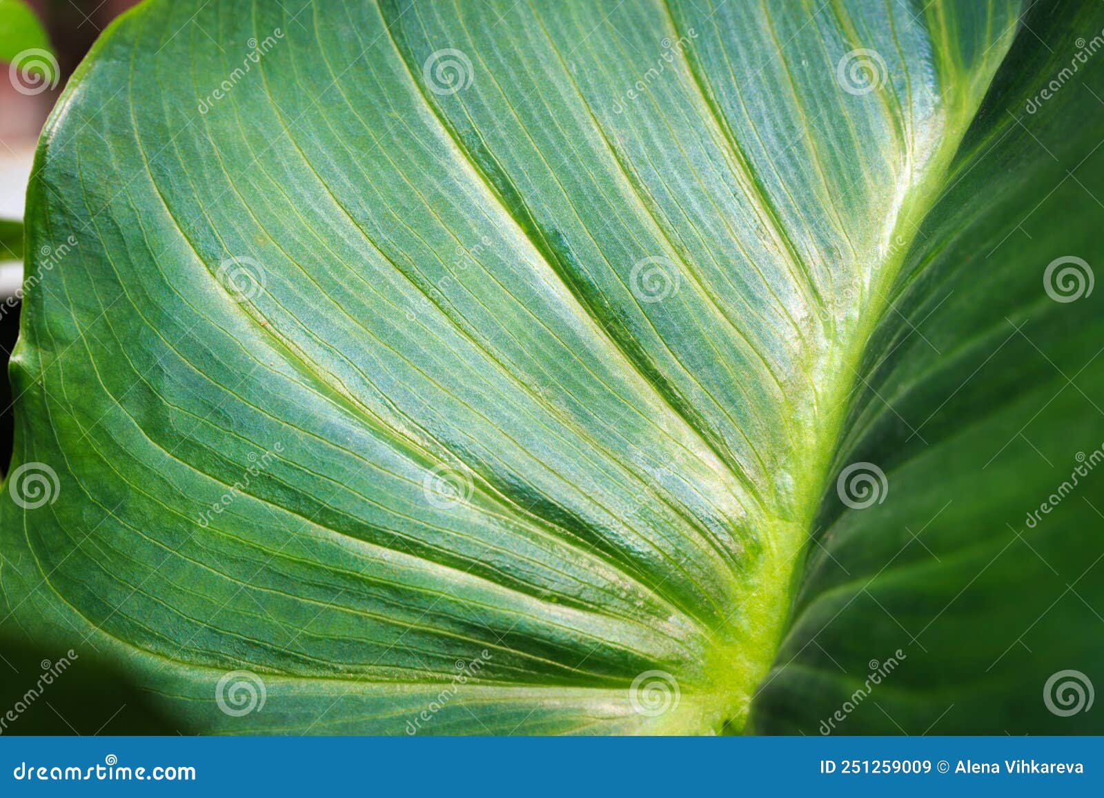 Green Tropical Calla Leaf. Background Texture Close Up of Green Leaf ...
