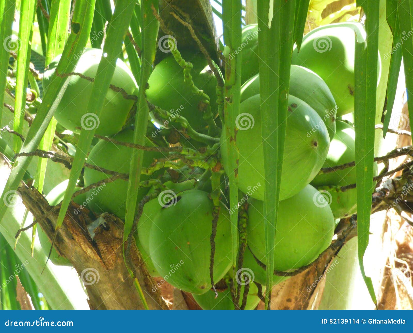 Green tropical Coconuts stock photo. Image of coconuts - 82139114 Green tropical Coconuts stock photo. Image of coconuts - 82139114