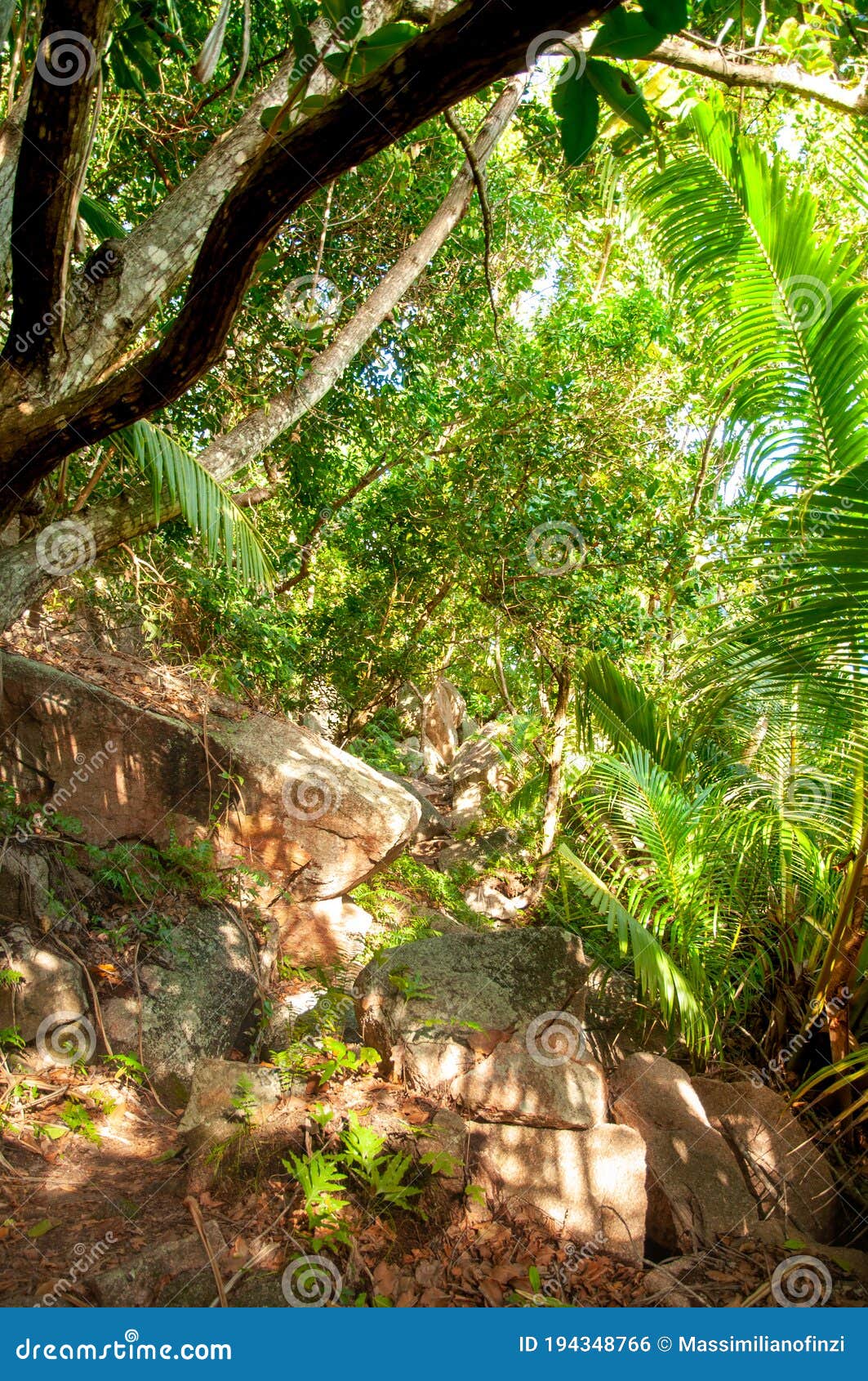 Green tropical forest stock photo. Image of botanical - 194348766