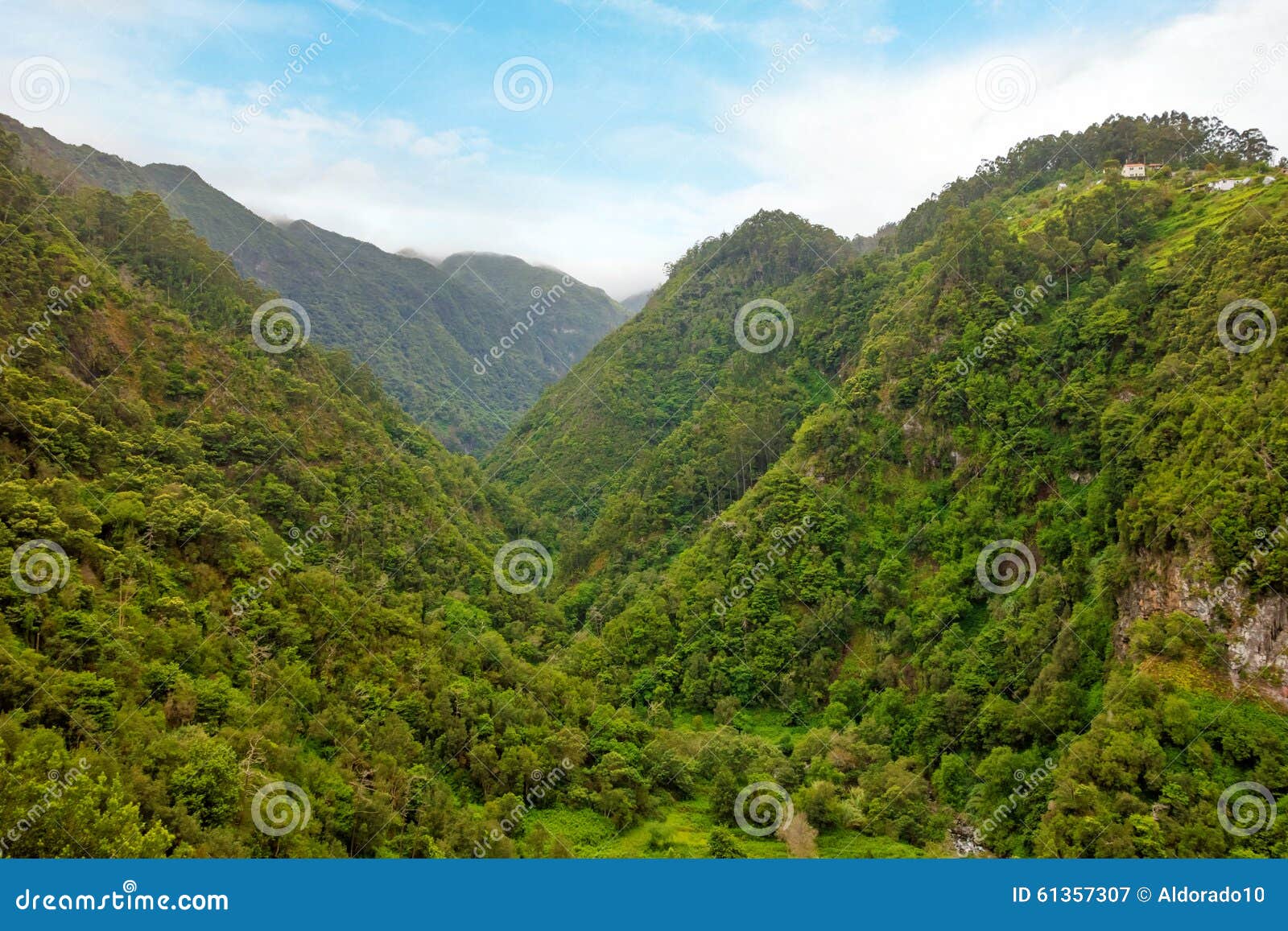 Green Tropical Forest Valley Stock Image - Image of morning, plant ...