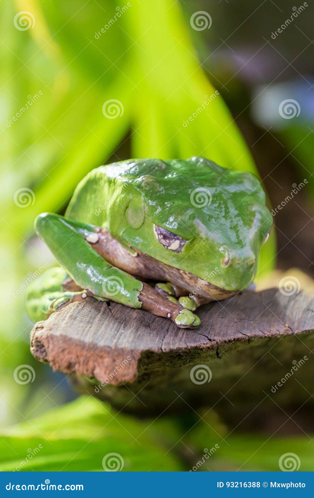 Green Tropical Frog Toad Sleeping on Rock Stock Photo - Image of nature ...