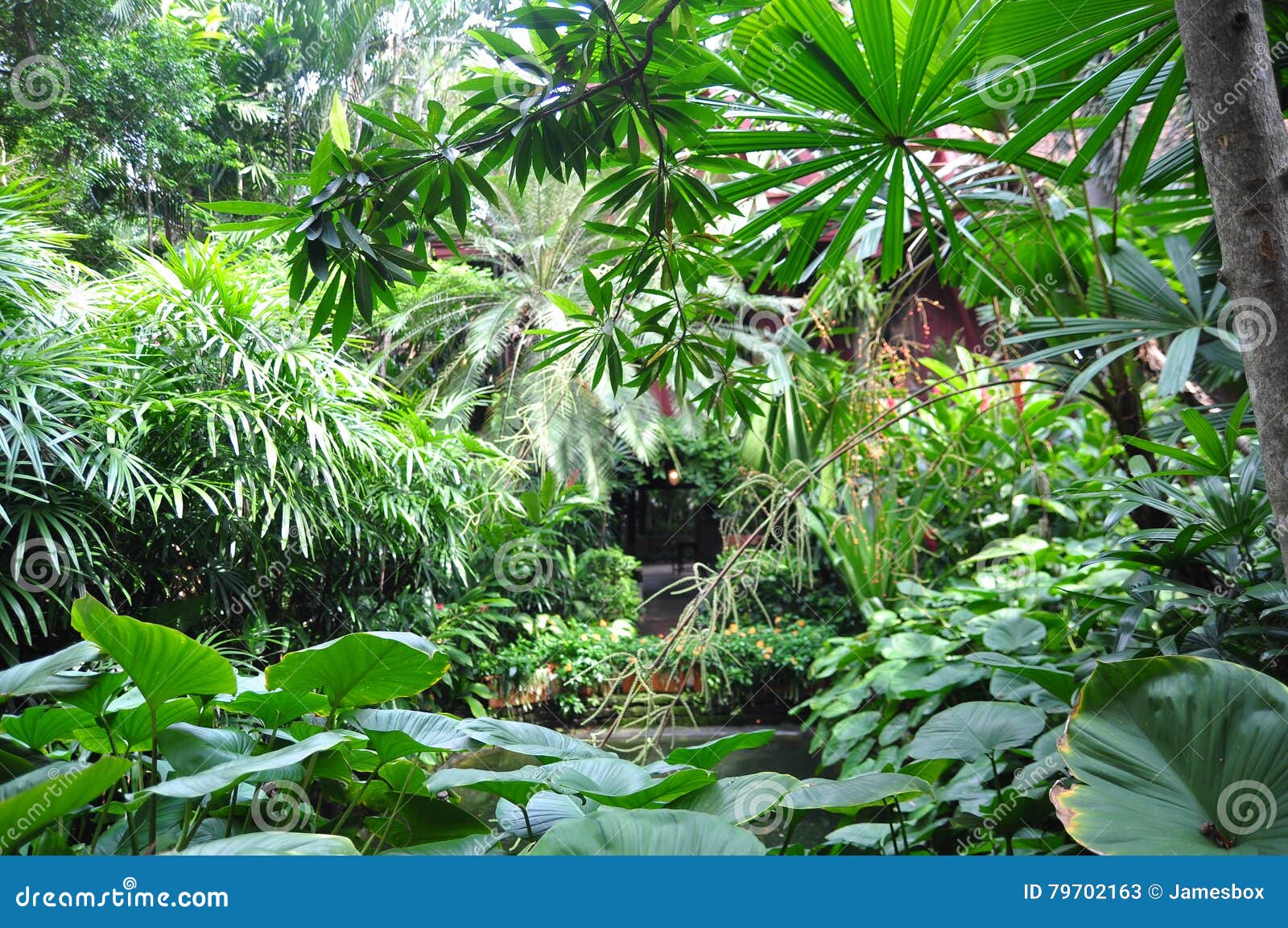 Green tropical garden stock image. Image of branch, beauty - 79702163