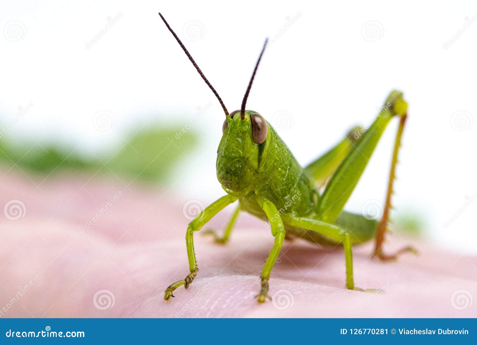 Green Tropical Grasshopper On Hand Garden Grasshopper Head Closeup Exotic Insect Macrophoto