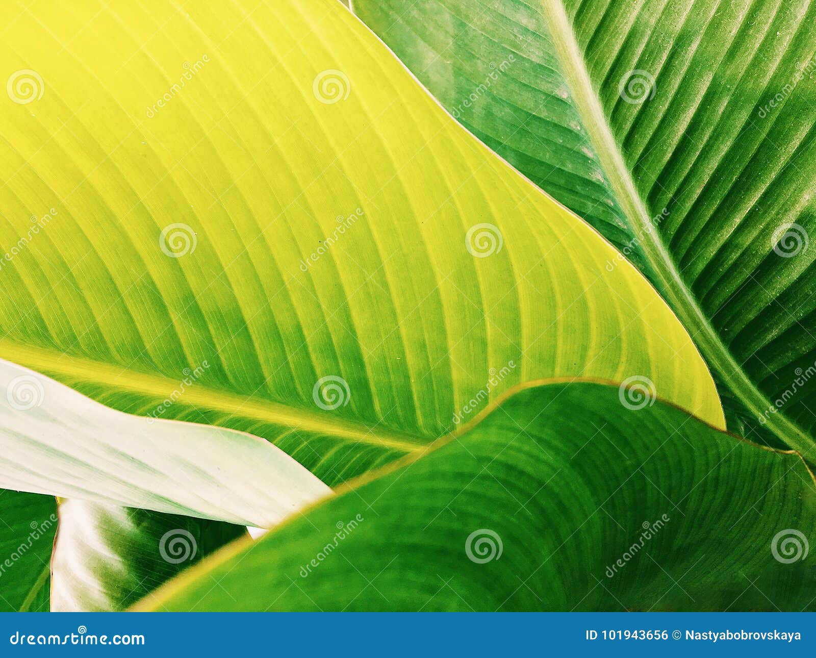 Green Tropical Leaf Close Up Stock Photo - Image of bali, detail: 101943656