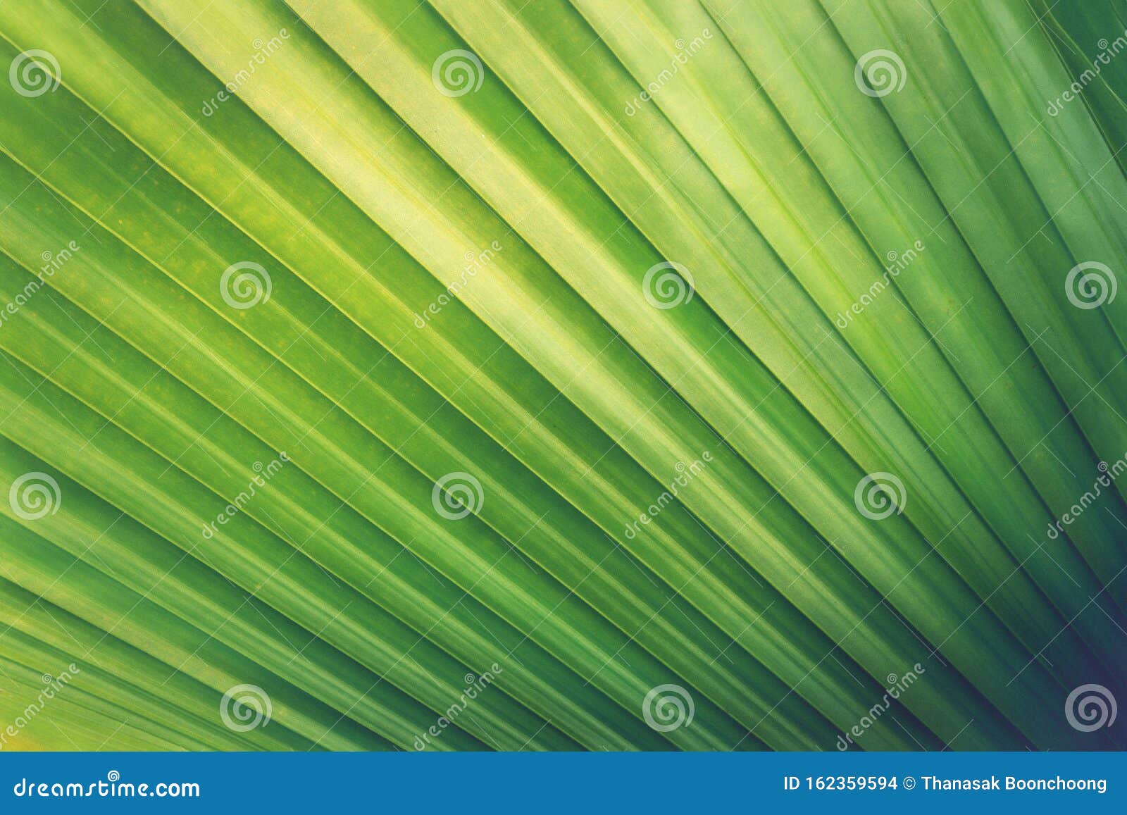 Green Tropical Leaf Texture, Fresh Green Nature Stripe Background Stock ...