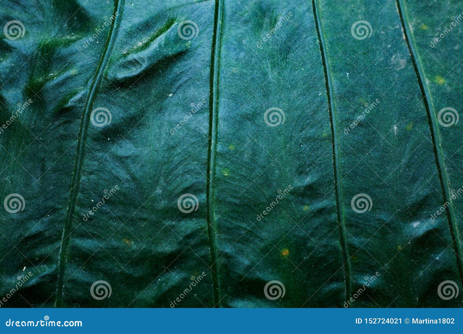 Green Tropical Leaf Texture Stock Image - Image of forest, leaves ...