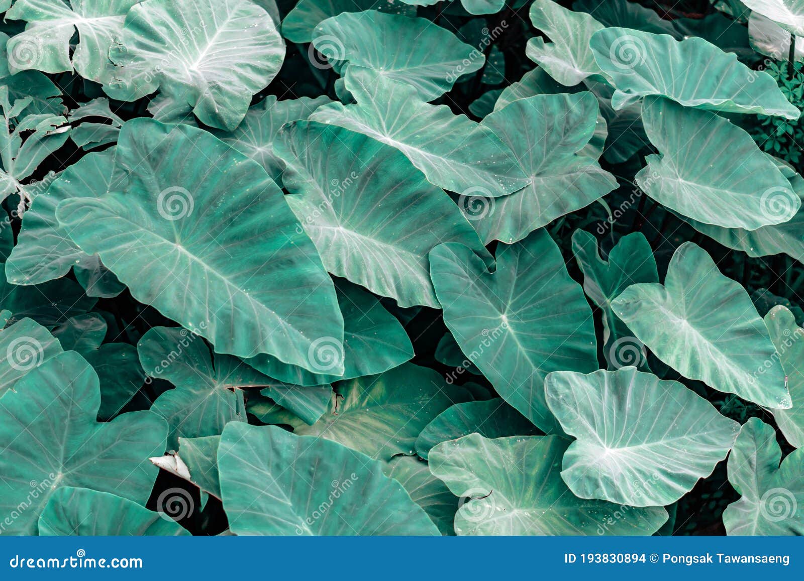 Green Tropical Leaves Background Texture Stock Photo - Image of forest ...