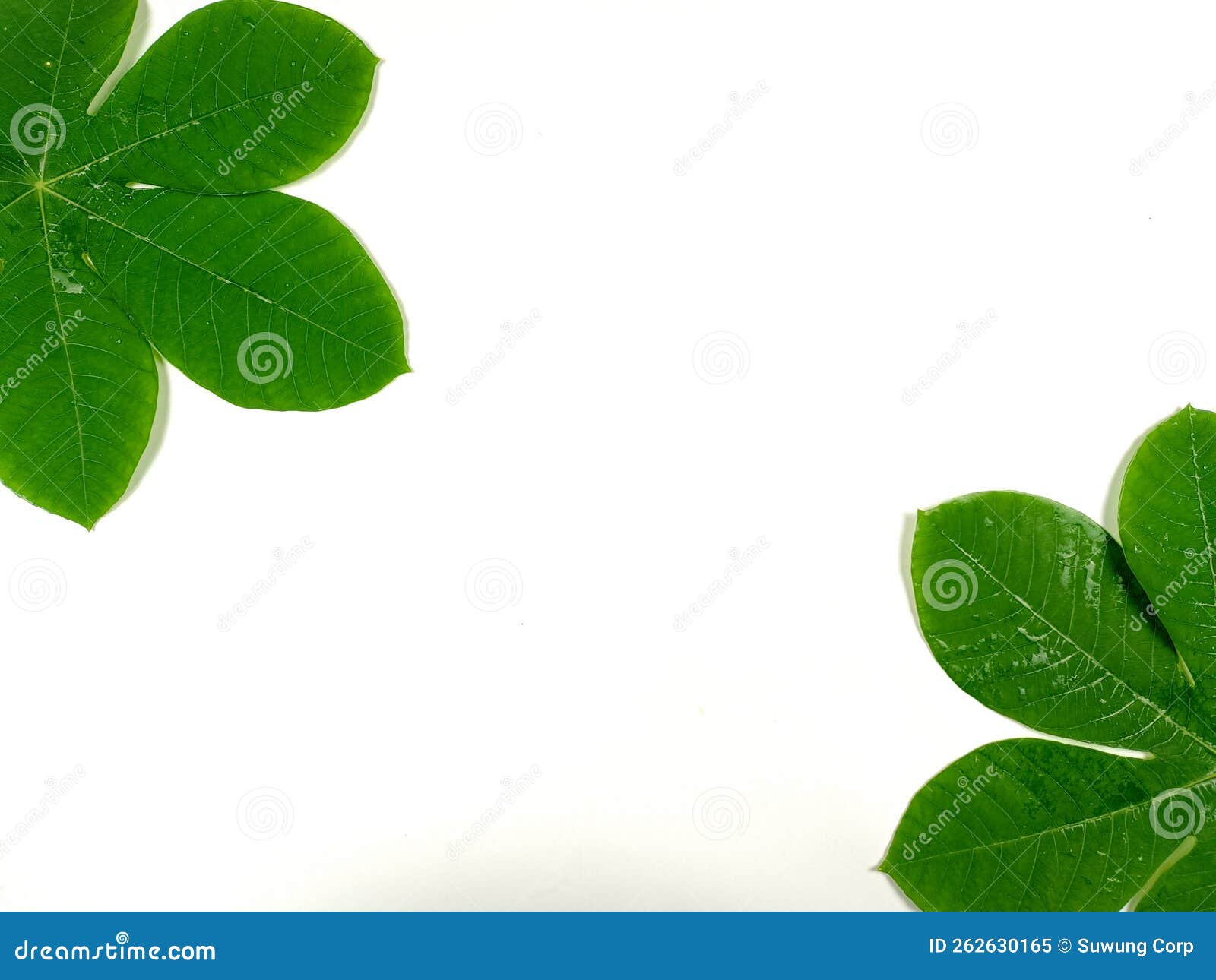 Green Tropical Leaves are Placed on a White Background with Part of the ...