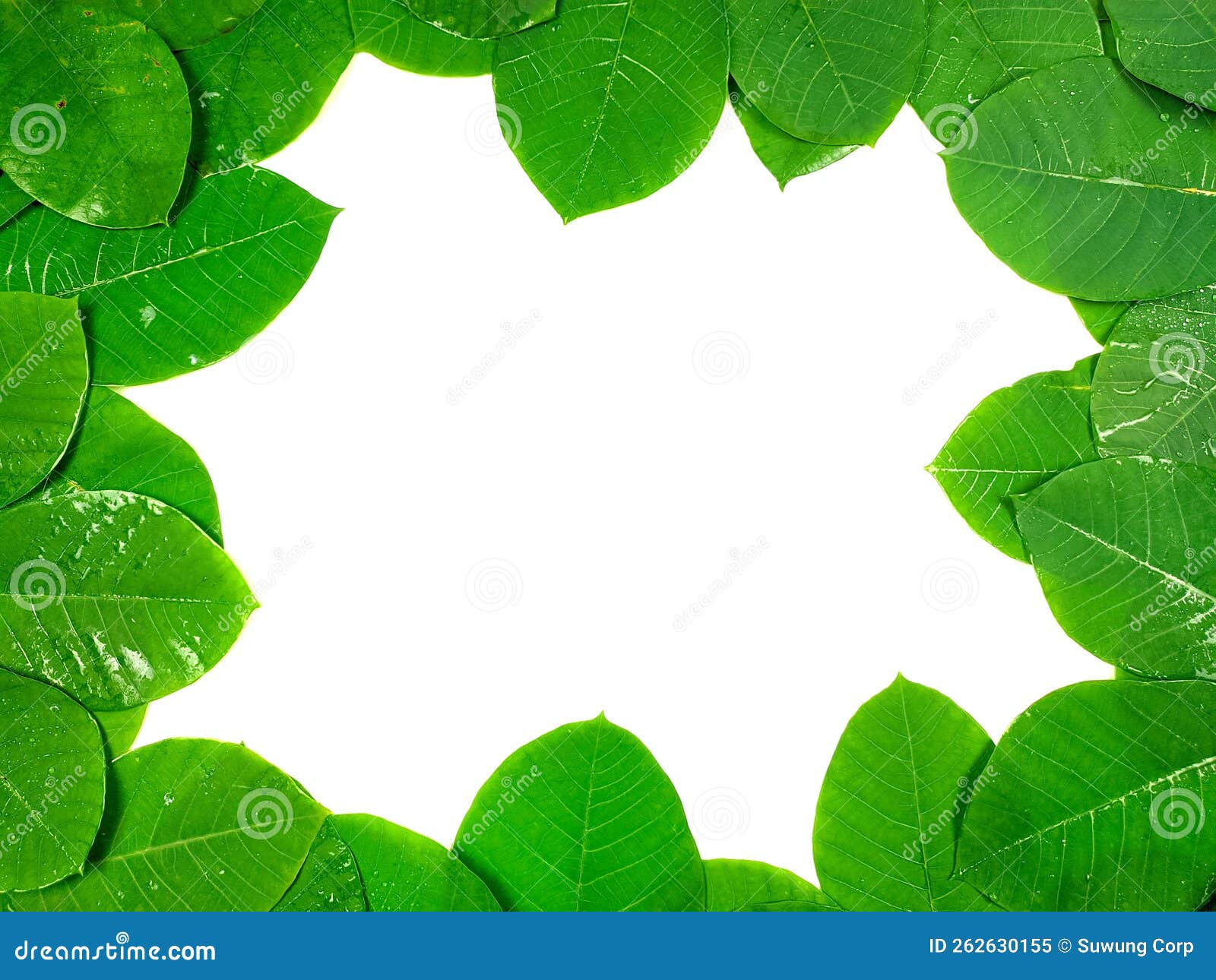 Green Tropical Leaves are Placed on a White Background with Part of the ...