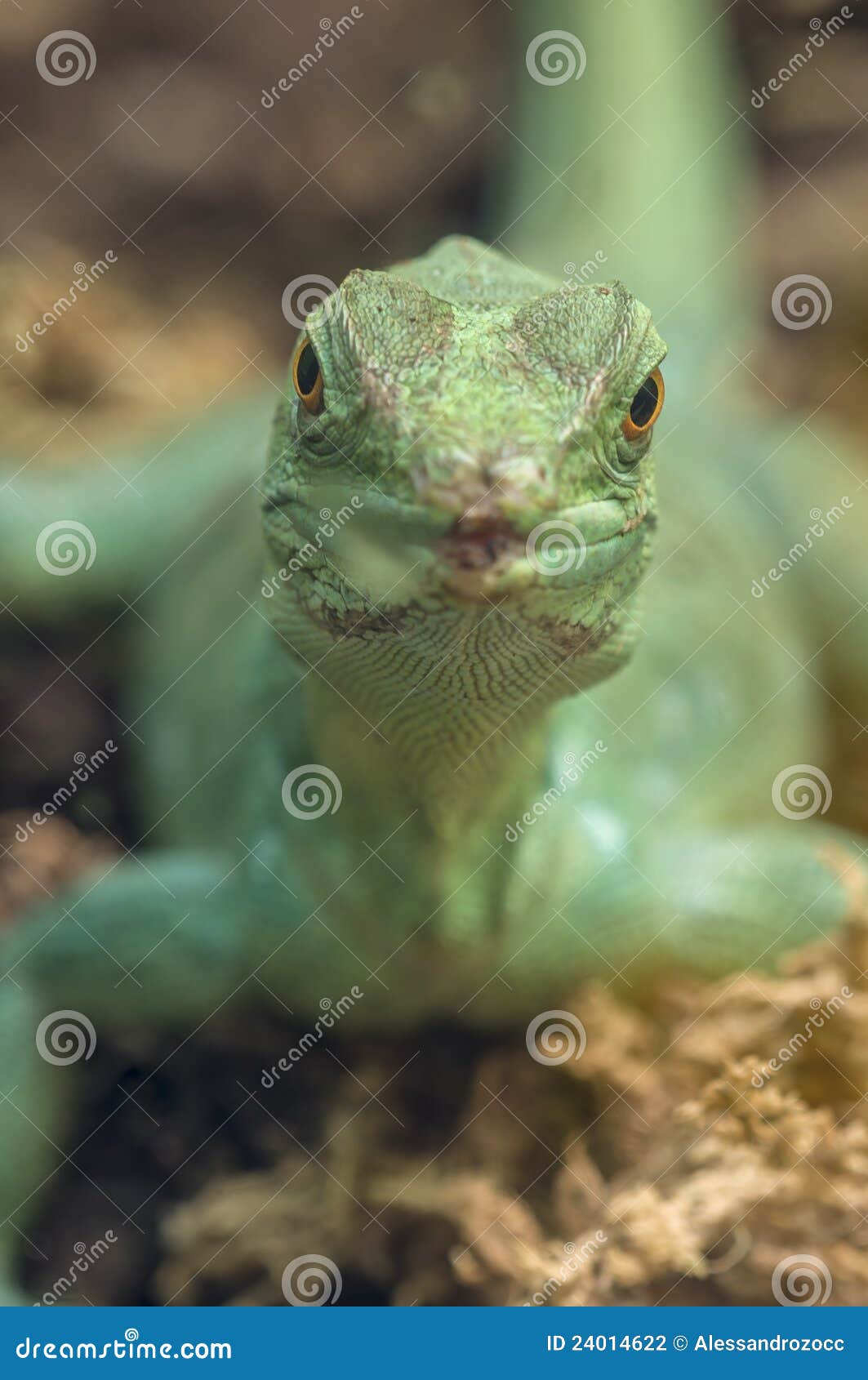 Green tropical lizard stock photo. Image of lizard, reptile - 24014622