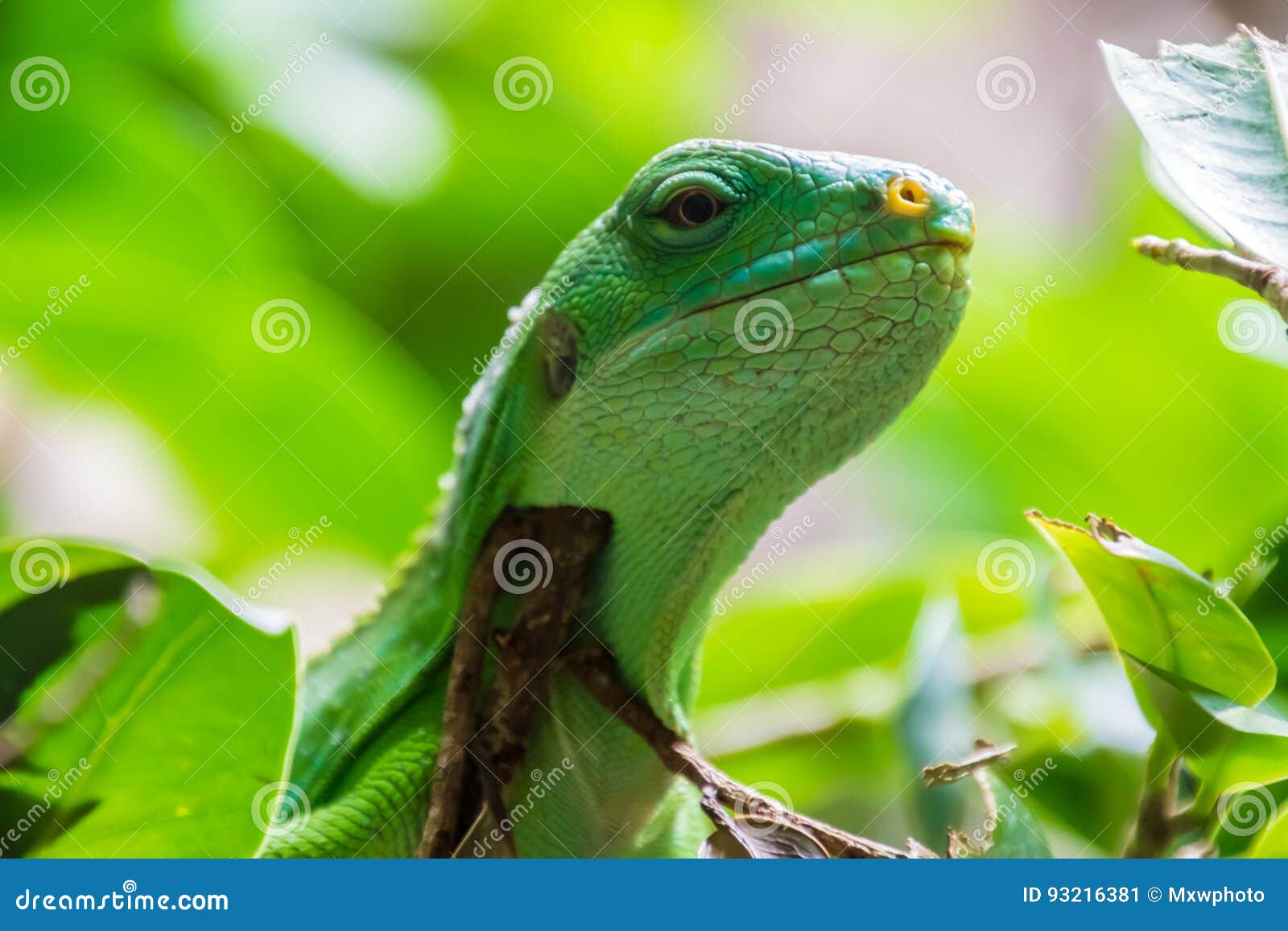 Green Tropical Lizard Sitting on Tree Branches with Leafs Stock Image ...