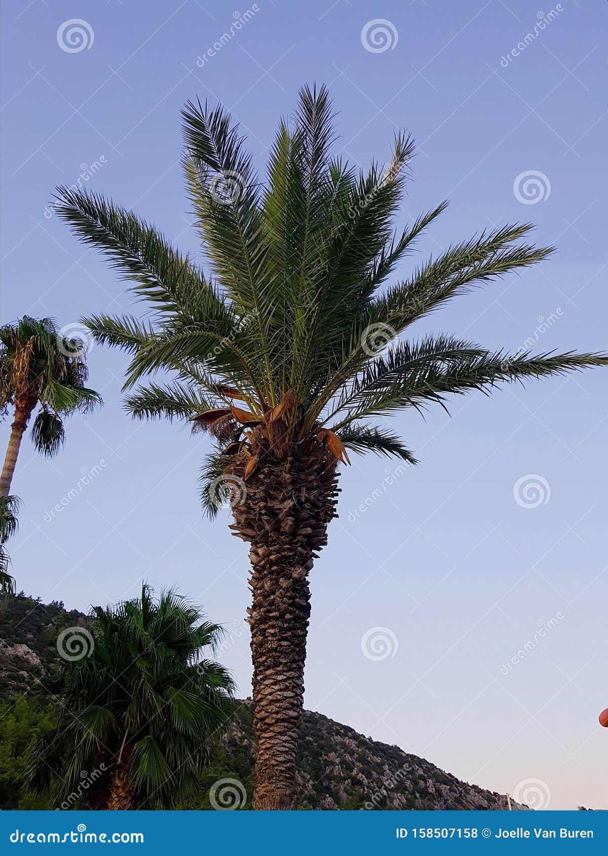 Green Tropical Palm Tree in Turkey Stock Photo - Image of tree, green ...