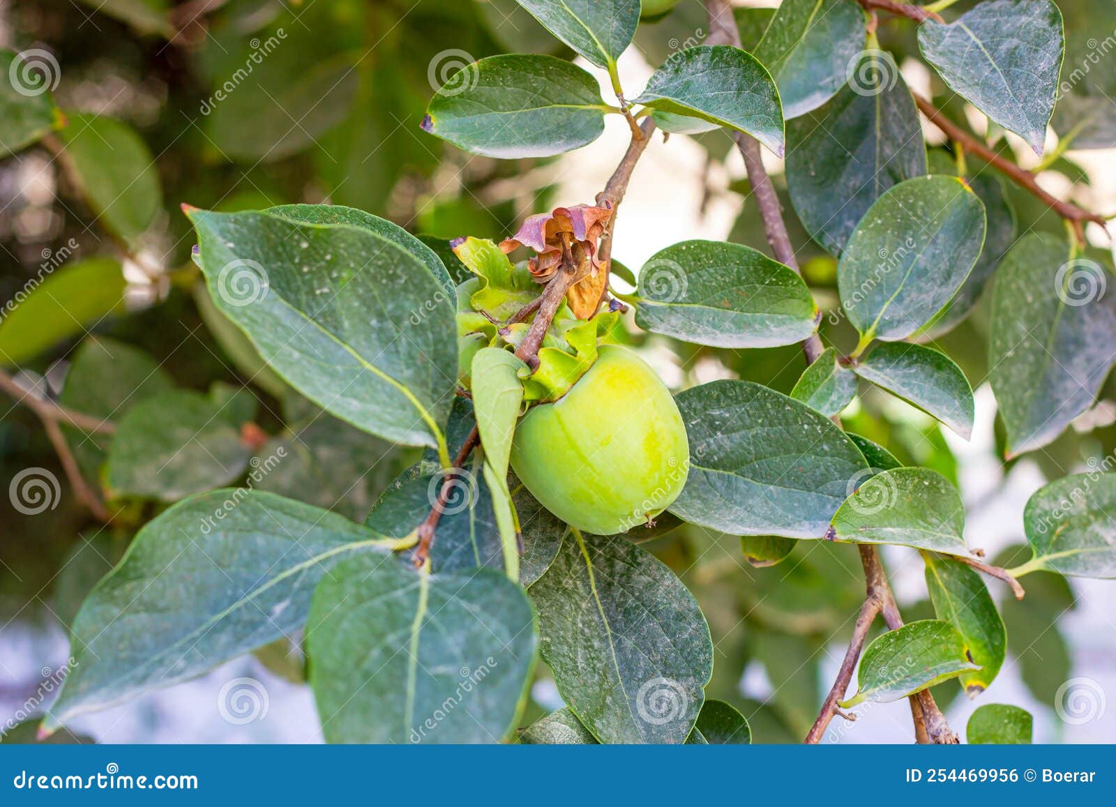 Green Tropical Persimmon Fruit Tree with Leaves in the Garden in Summer ...