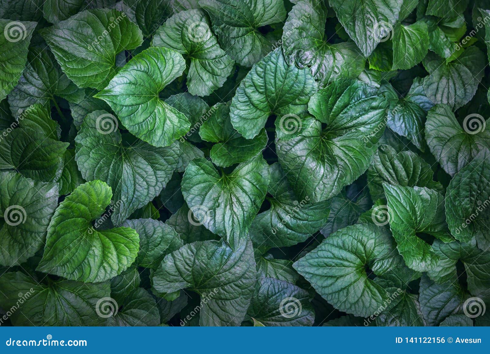 Green Tropical Plant Foliage Stock Photo - Image of green, houseplant ...