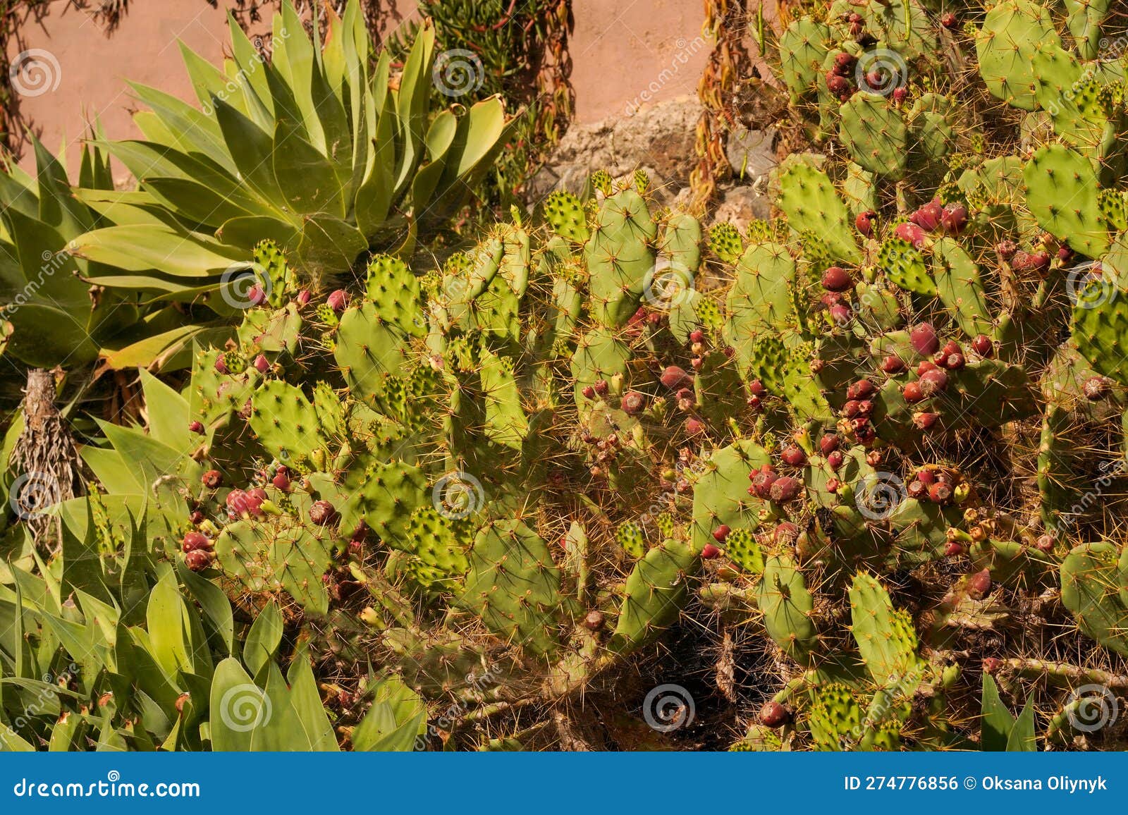 Green Tropical Shrub. Tropical Landscape Stock Photo - Image of ...