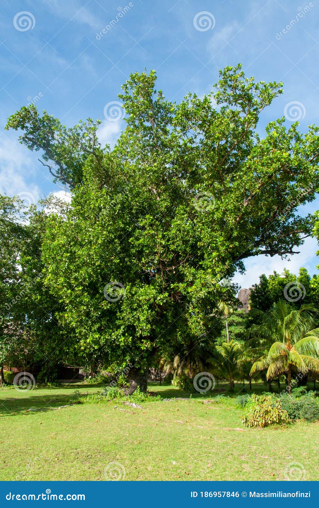 Green Tropical Tree : Bullet Tree Bucida Buceras Stock Photo - Image of ...