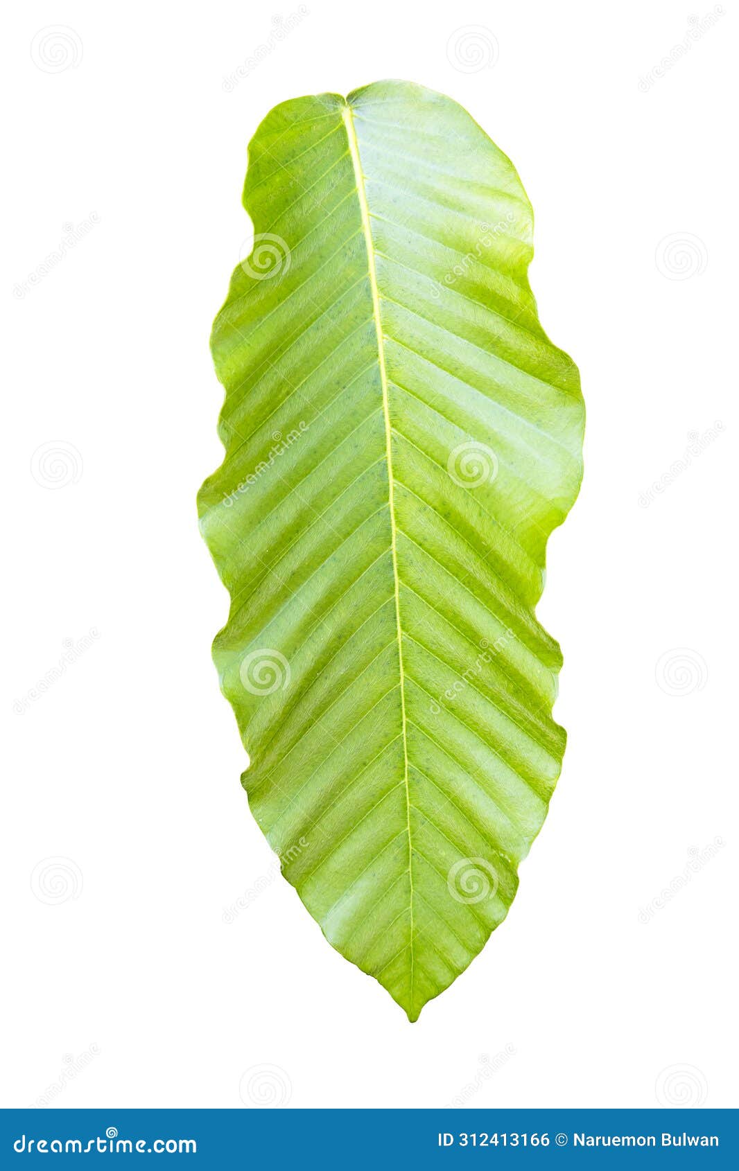 Green Tropical Tree Forest Leave Isolated on White Stock Photo - Image ...