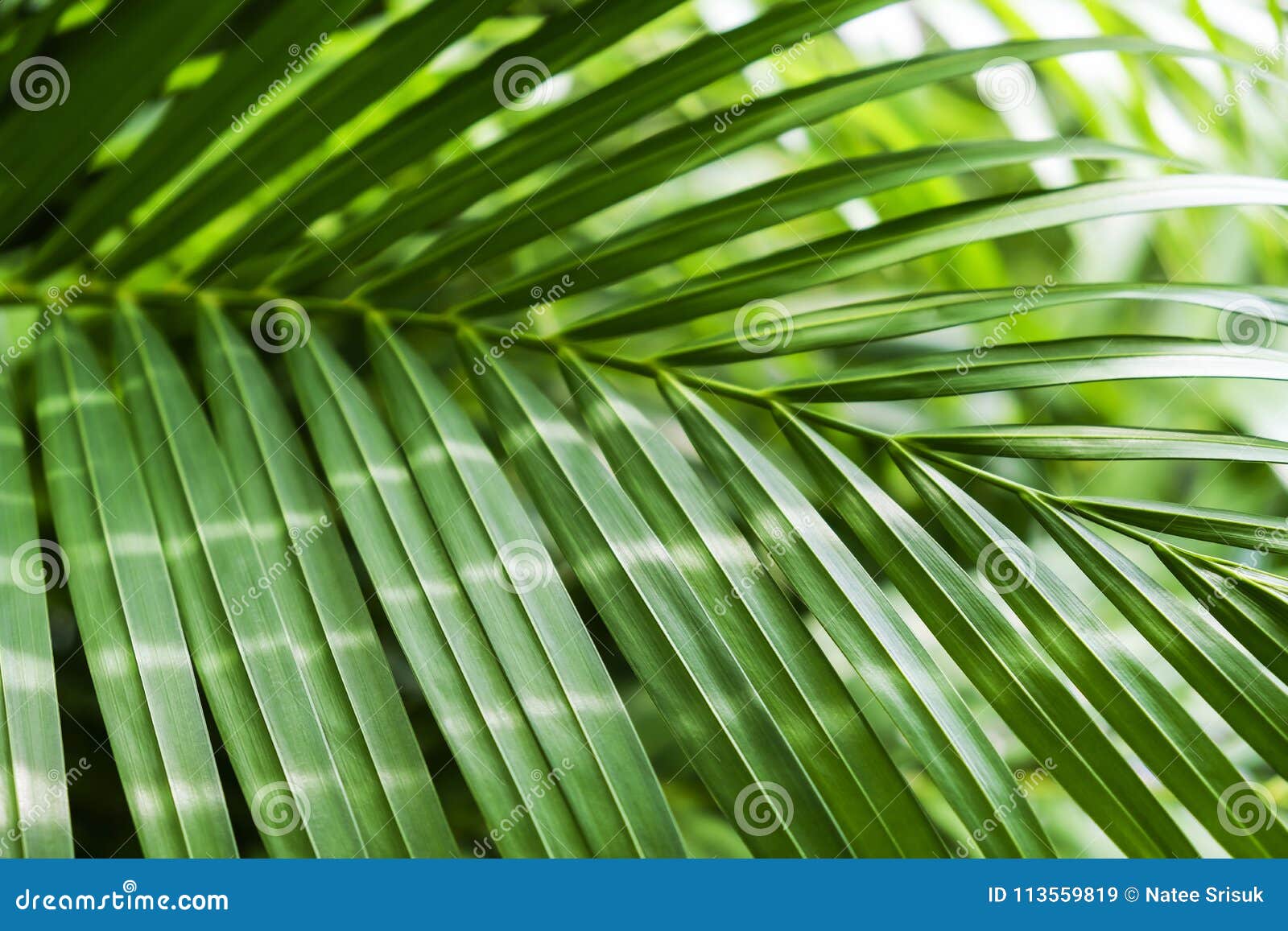 Yellow Palm Leaves Dypsis Lutescens Or Golden Cane Palm, Areca Palm ...