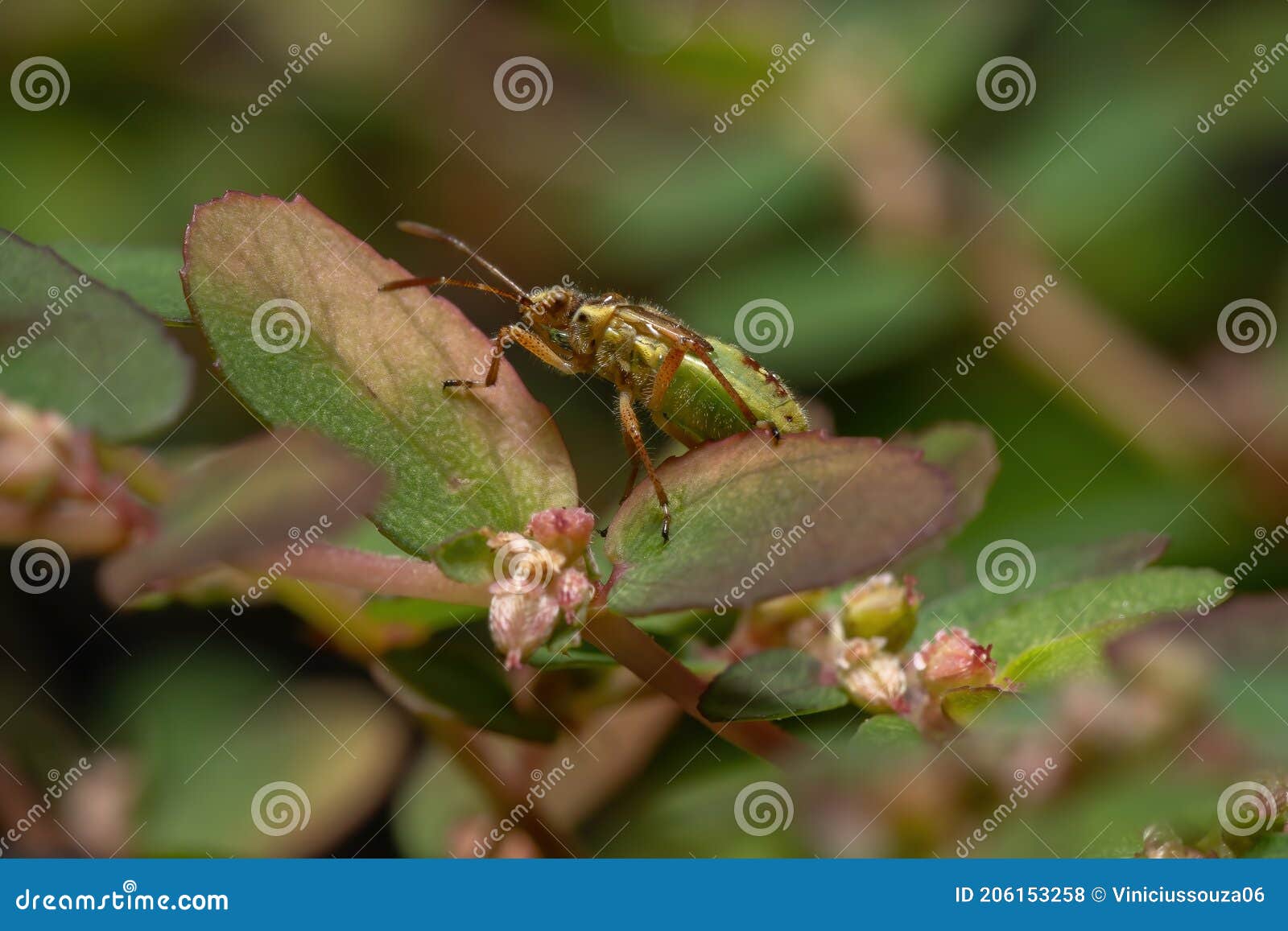 Green True Bugs nymph stock photo. Image of small, animal - 206153258