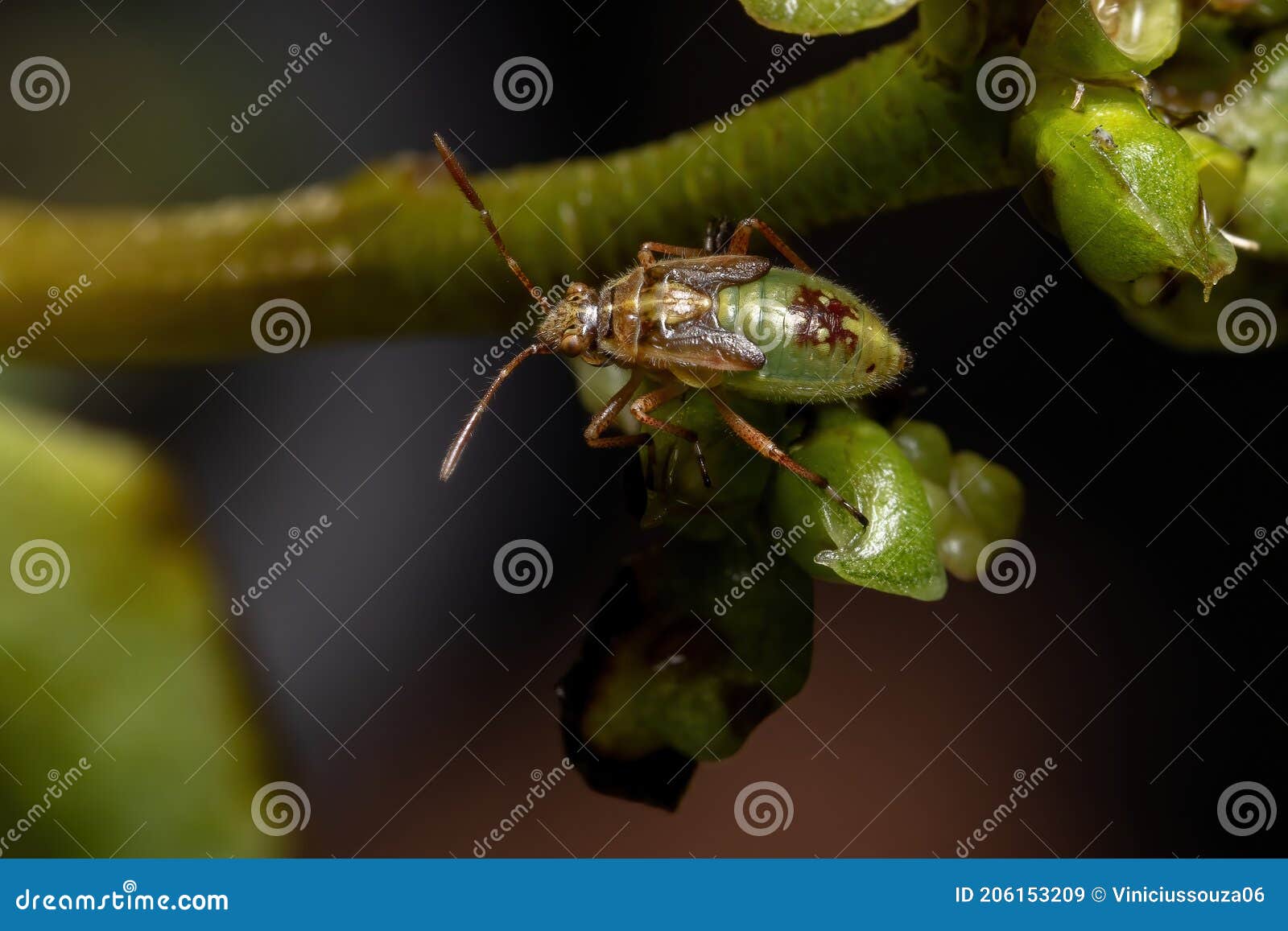 Green True Bugs nymph stock image. Image of green, animals - 206153209