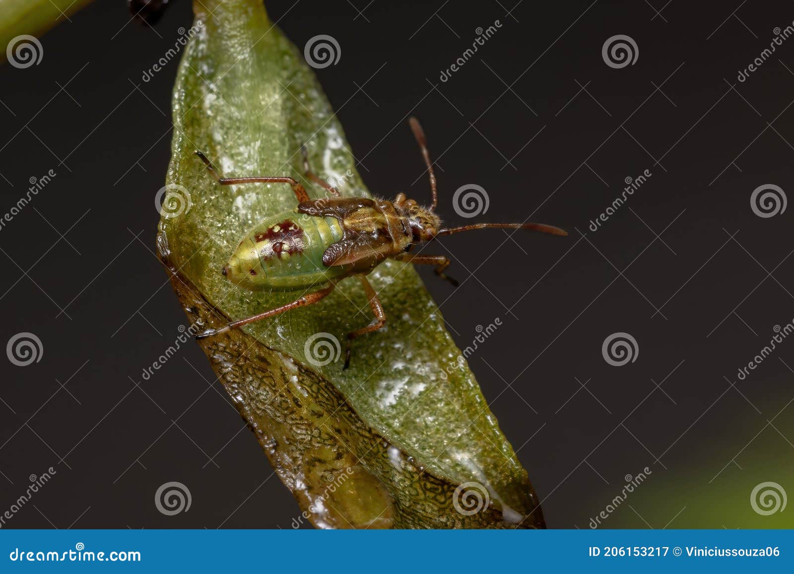 Green True Bugs nymph stock image. Image of pest, arthropoda - 206153217