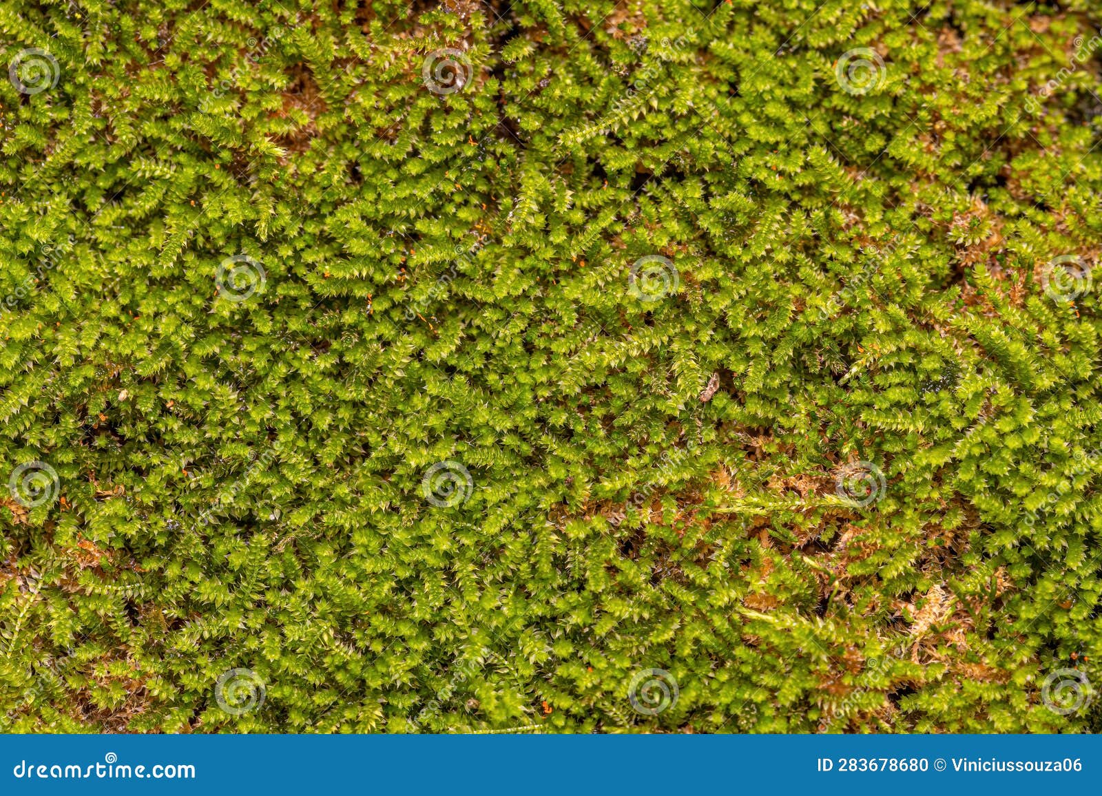 Green True Mosses stock photo. Image of flora, garden - 283678680