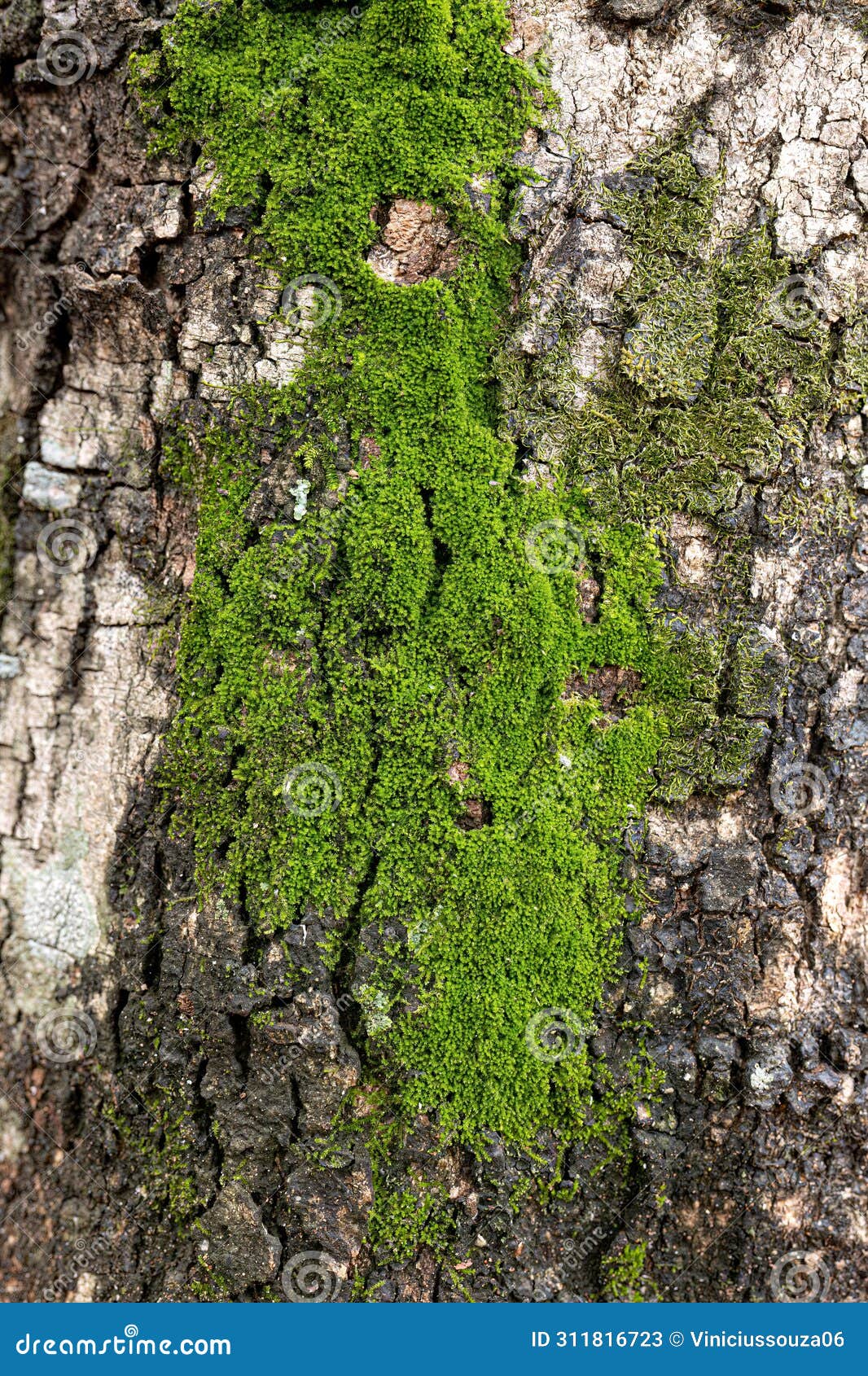 Green True Mosses stock image. Image of bryophyta, rain - 311816723