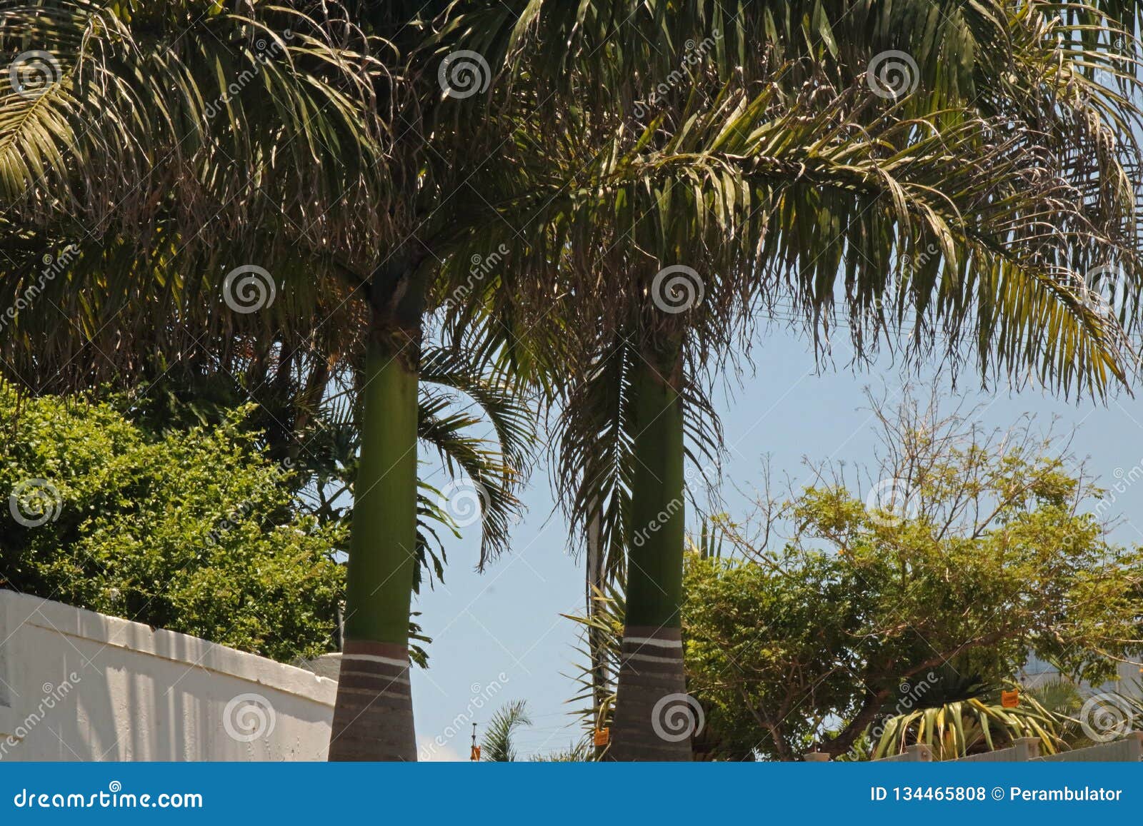 GREEN TRUNKS of FLORIDA ROYAL PALM TREES Stock Photo - Image of south ...