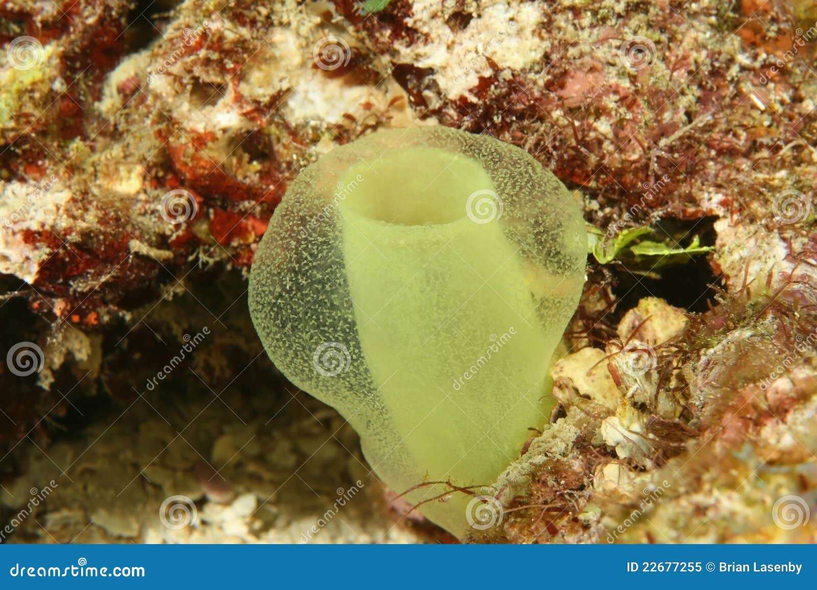 Ascidia Tunicate Polycarpa Pigmentata And Colonial Tunicate Didemnum ...