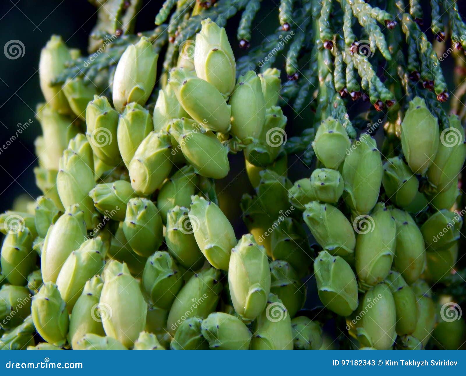 Green Tui Trees stock image. Image of branch, decoration - 97182343