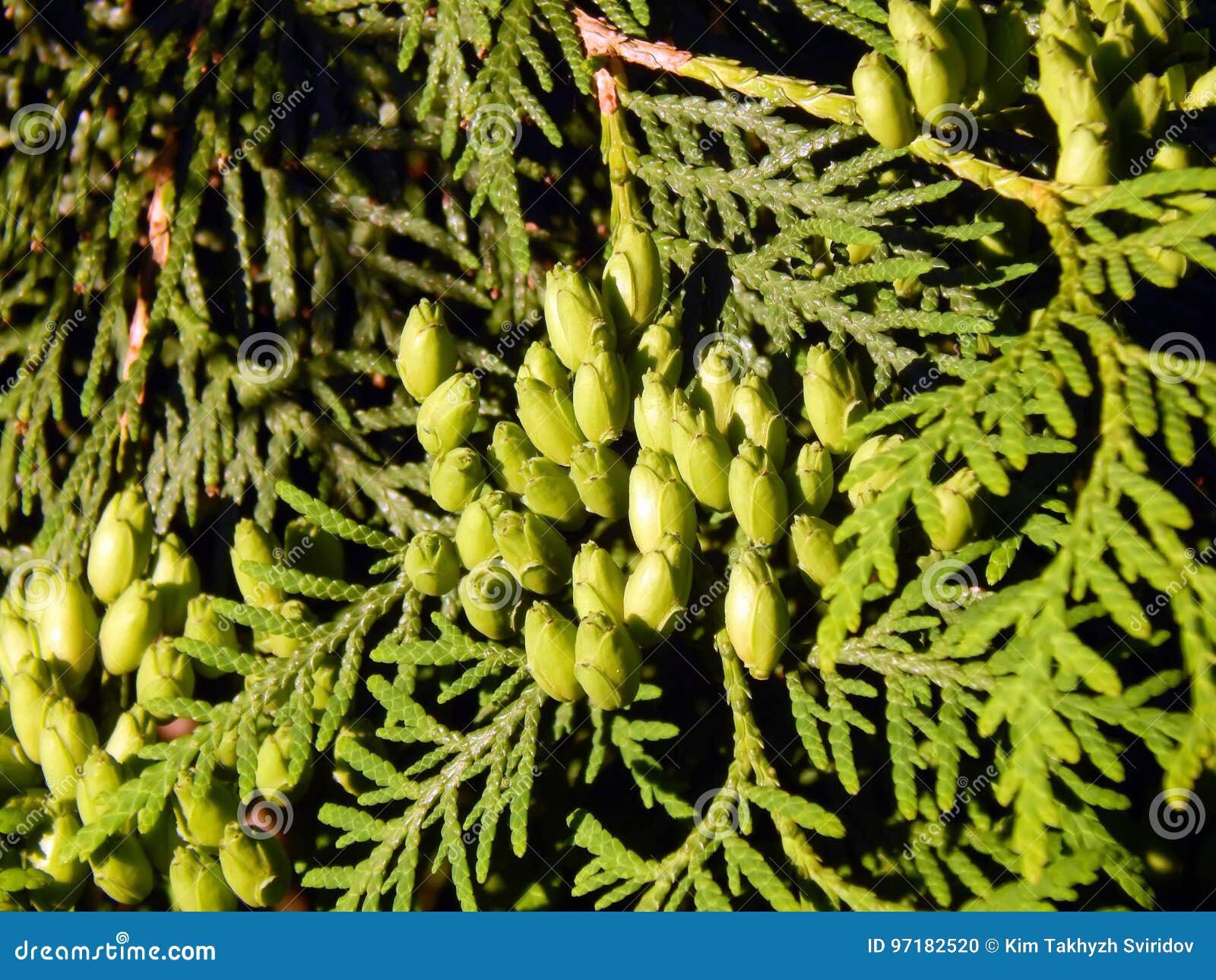 Green Tui Trees stock photo. Image of nature, forest - 97182520