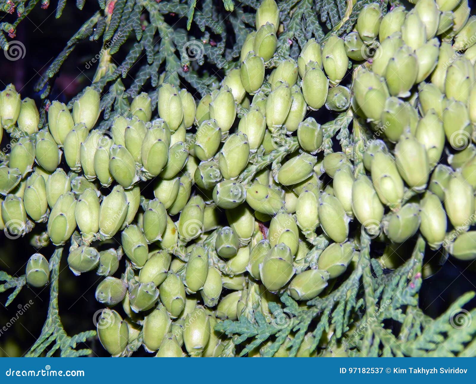 Green Tui Trees stock image. Image of blossom, christmas - 97182537