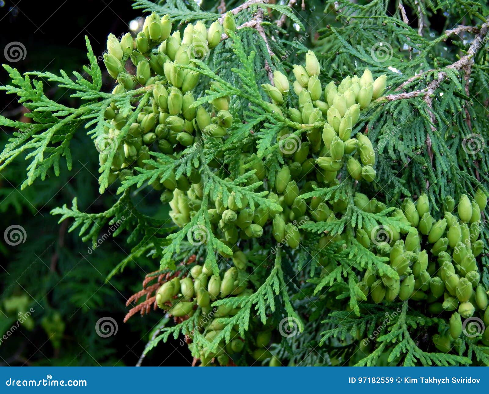 Green Tui Trees stock image. Image of gardening, anniversary - 97182559
