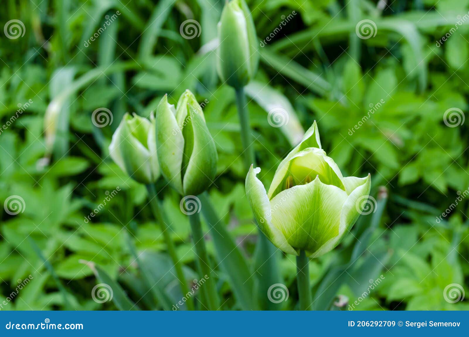 Green Tulip, Layout Ready for Design Stock Image - Image of nature ...