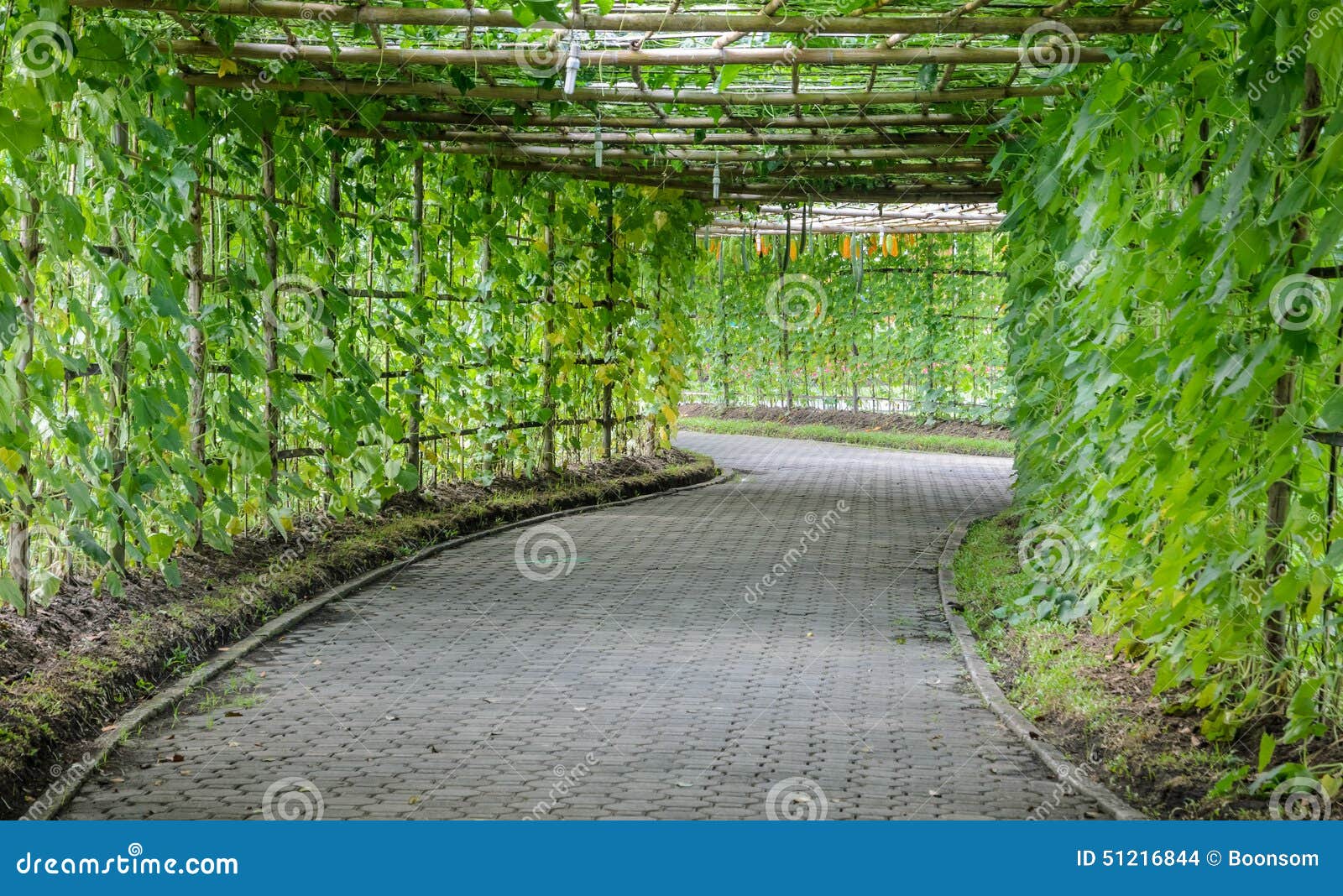 Green Tunnel of Angled Luffa Plant Stock Photo - Image of pergola ...