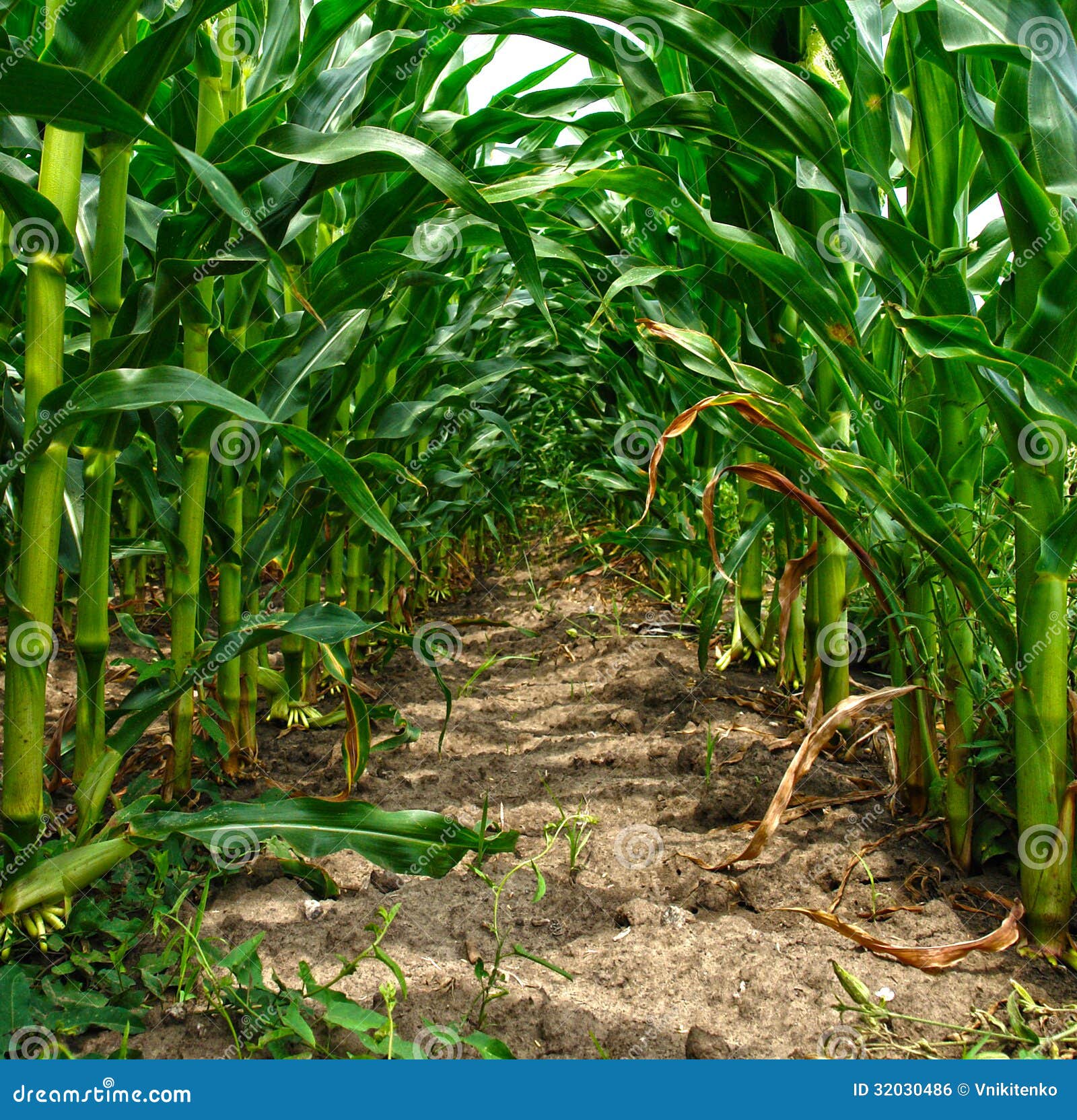 Green Tunnel in a Cornfield Stock Photo - Image of growth, land: 32030486