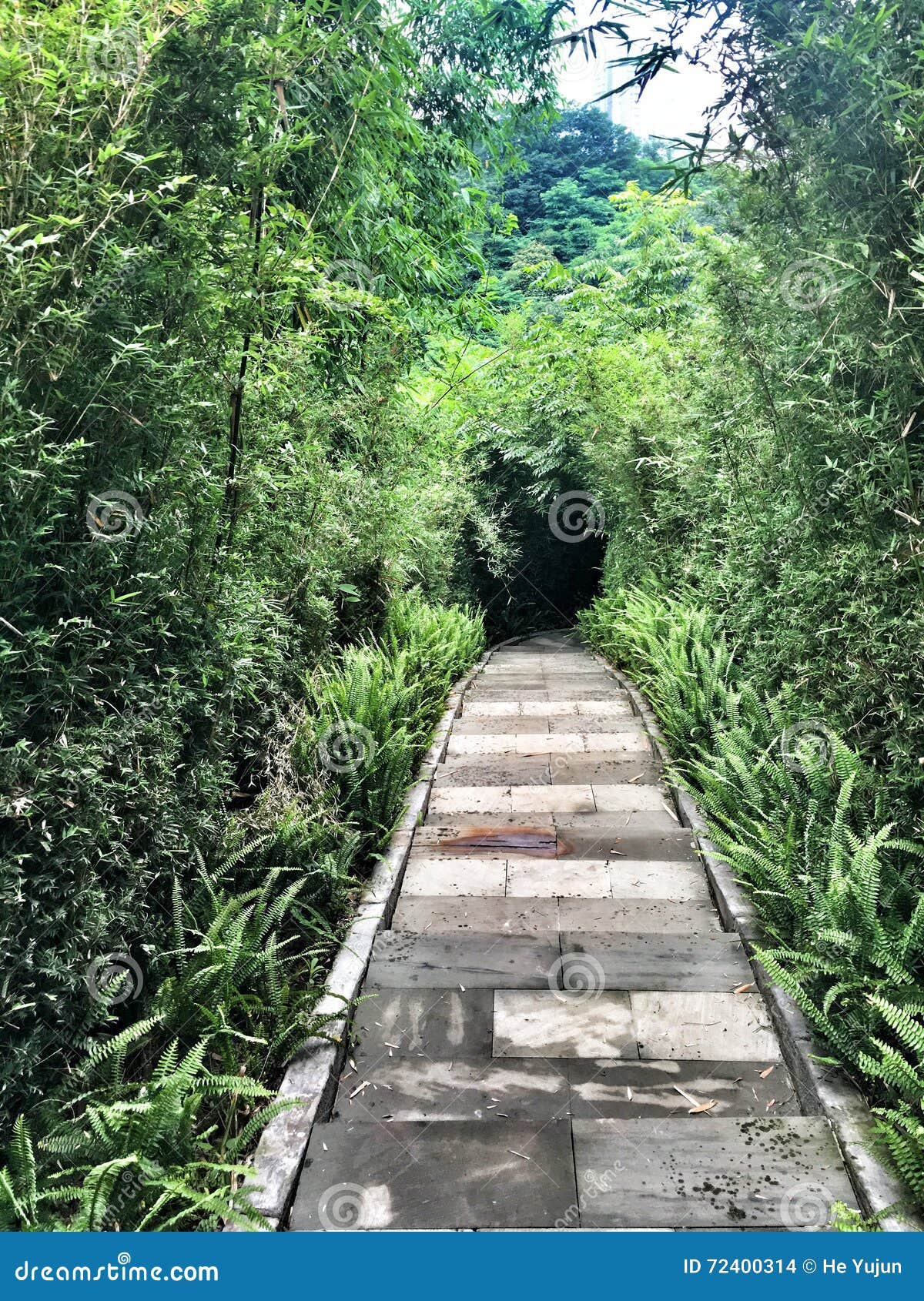Green tunnels stock photo. Image of green, tunnels, leaves - 72400314