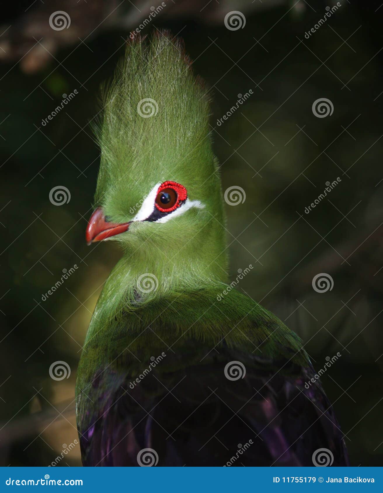 Green Turaco stock image. Image of vibrant, feather, turaco - 11755179