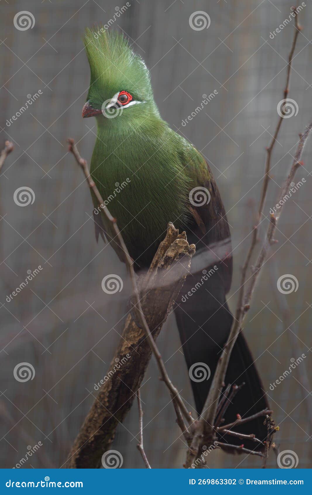 Green Turaco stock photo. Image of decoration, funny - 269863302