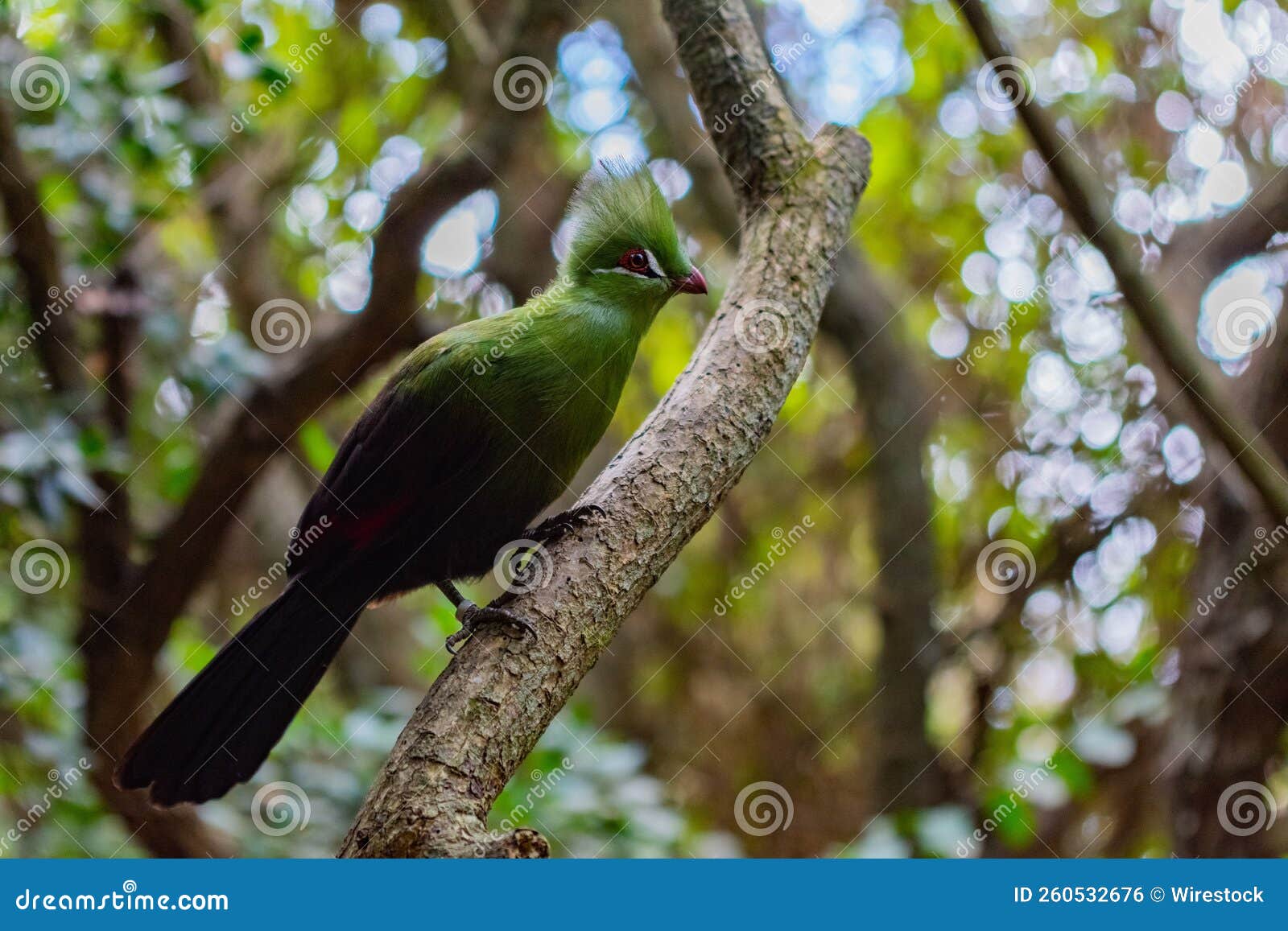 Green Turaco Bird Perched on the Tree Branch Stock Photo - Image of ...