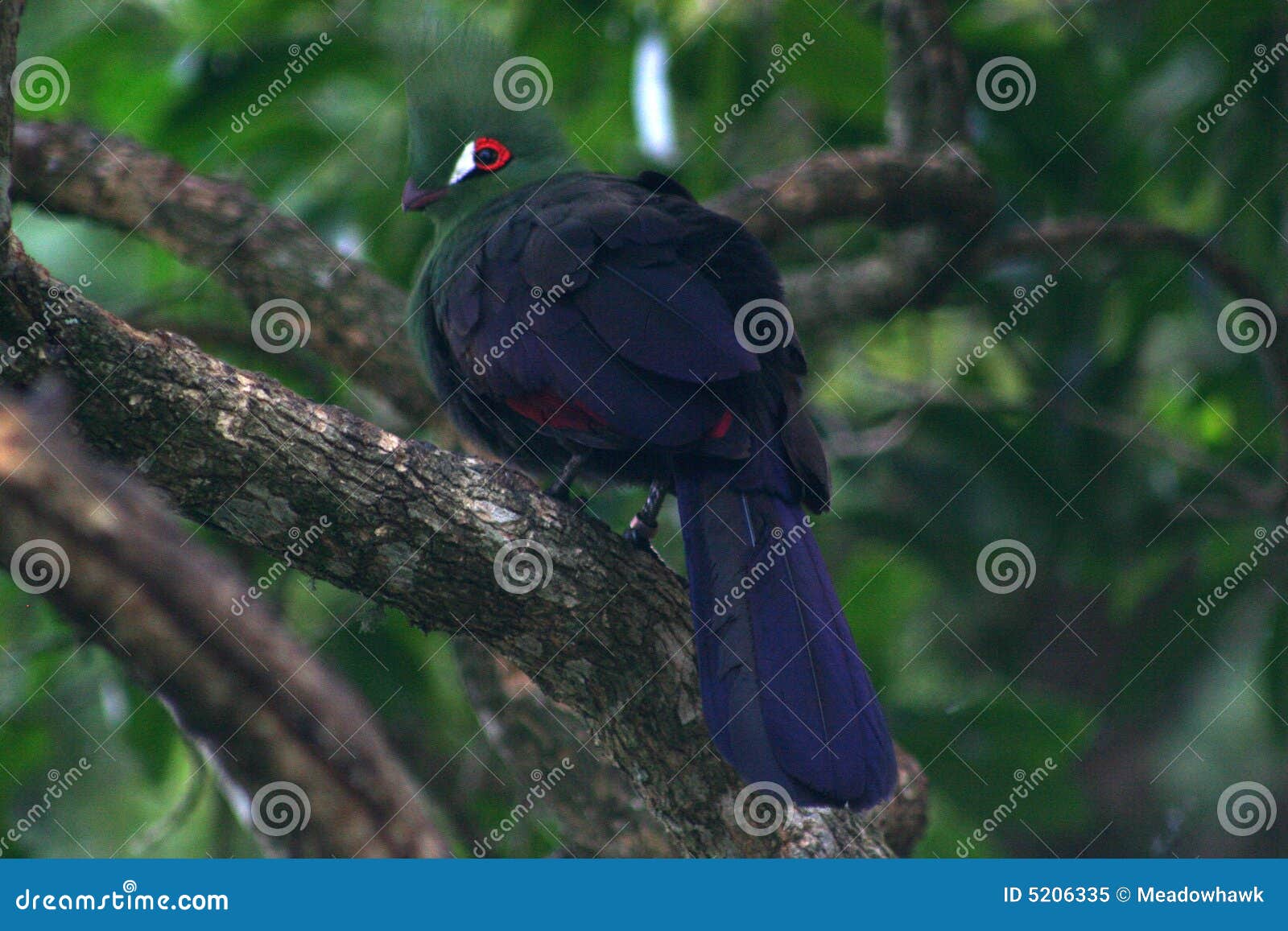 Green Turaco, in tree. stock image. Image of colour, africa - 5206335