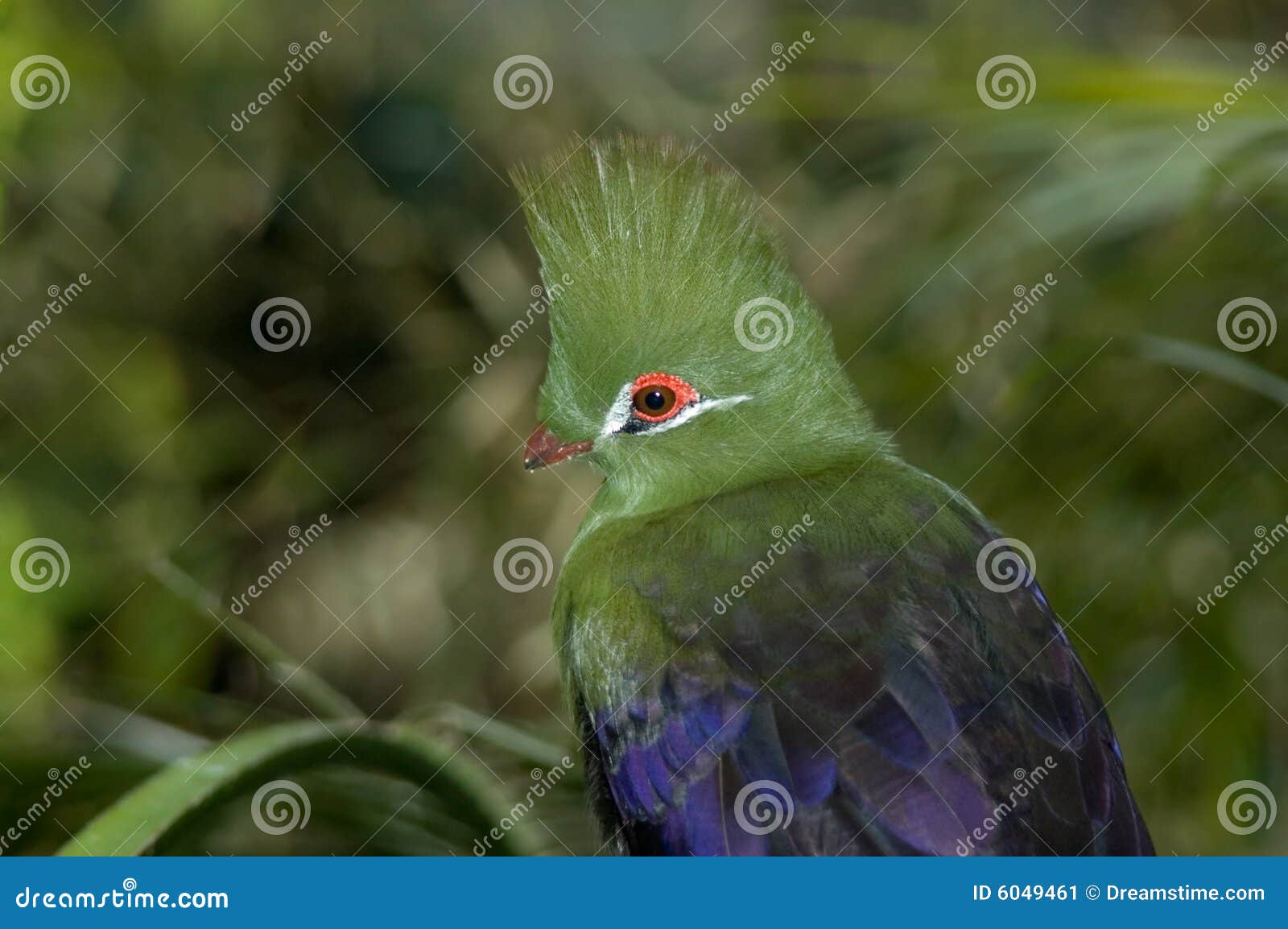 Green Turaco Tropical Bird stock image. Image of exotic - 6049461