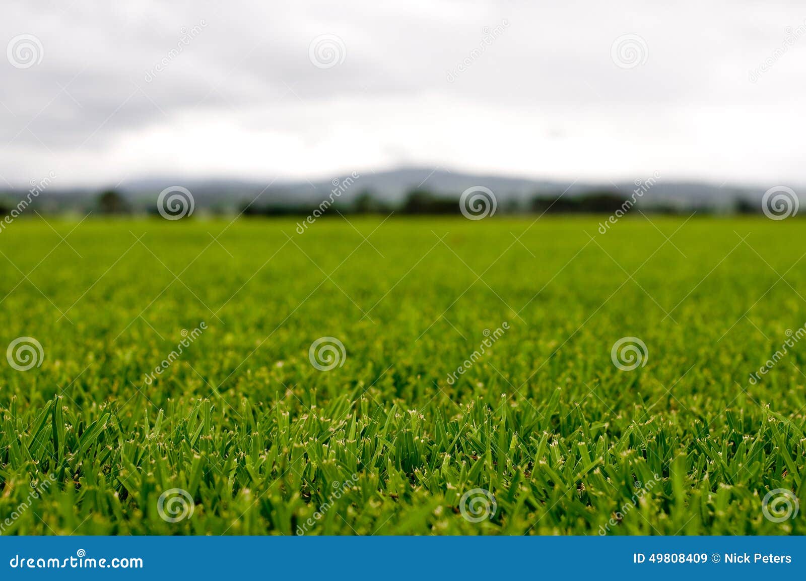Green Turf stock image. Image of growing, field, cultivating - 49808409