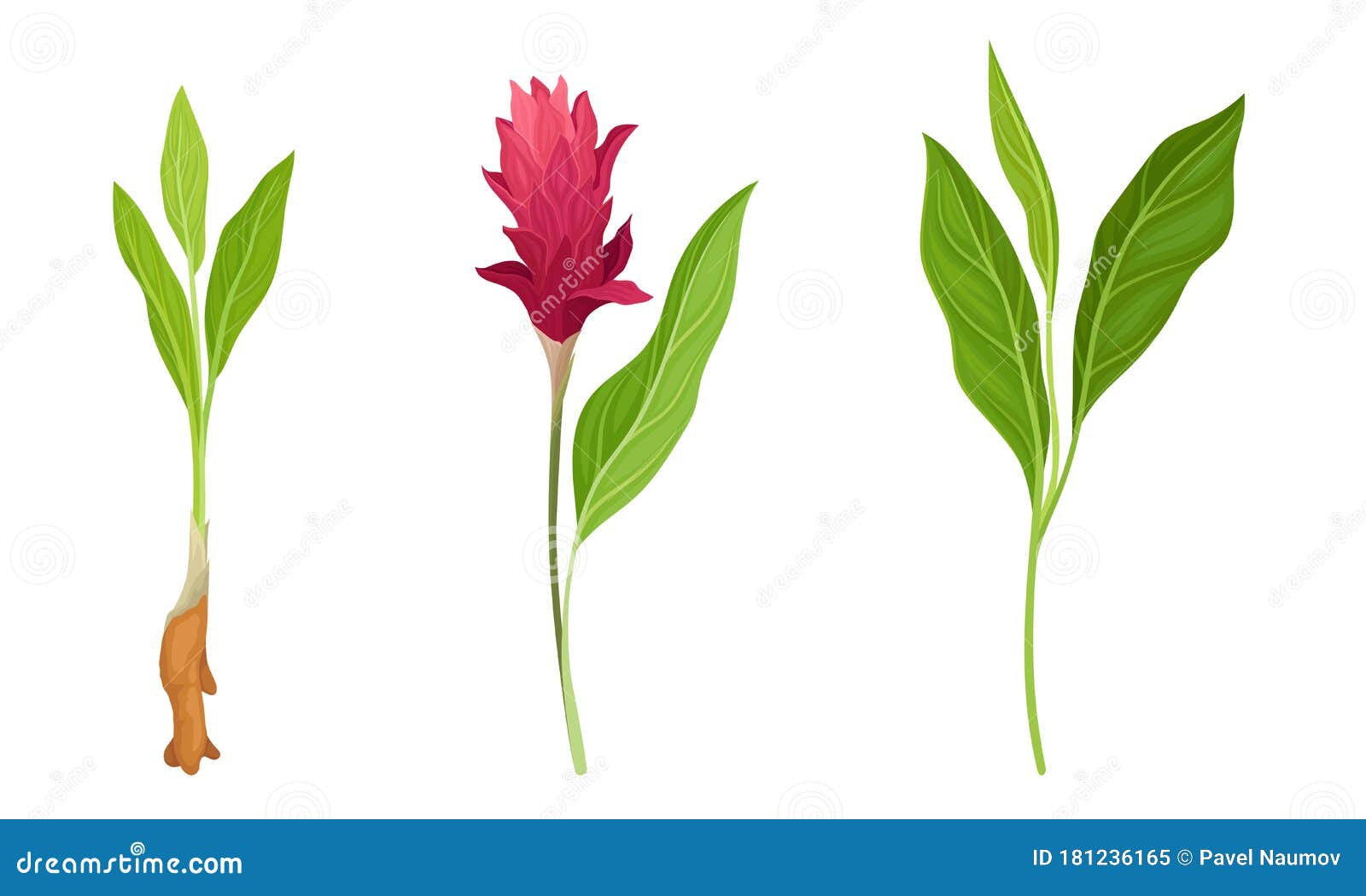 Fibrous Plant Showing Root. Generate Ai Stock Photo | CartoonDealer.com ... Fibrous Plant Showing Root. Generate Ai Stock Photo | CartoonDealer.com ...