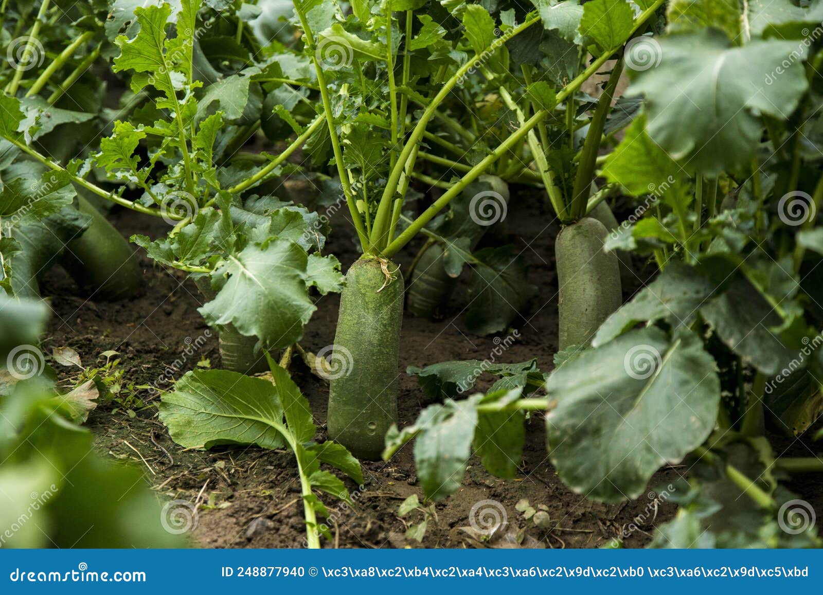 The Green Turnips in the Vegetable Patch Stock Photo - Image of patch ...