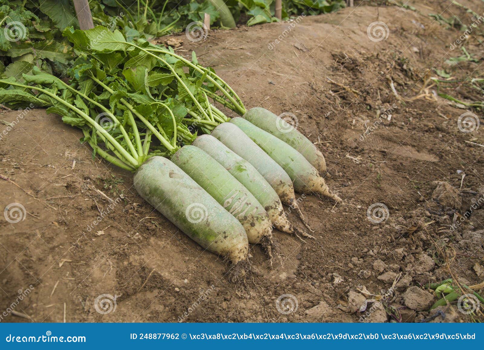 The Green Turnips in the Vegetable Patch Stock Photo - Image of colored ...