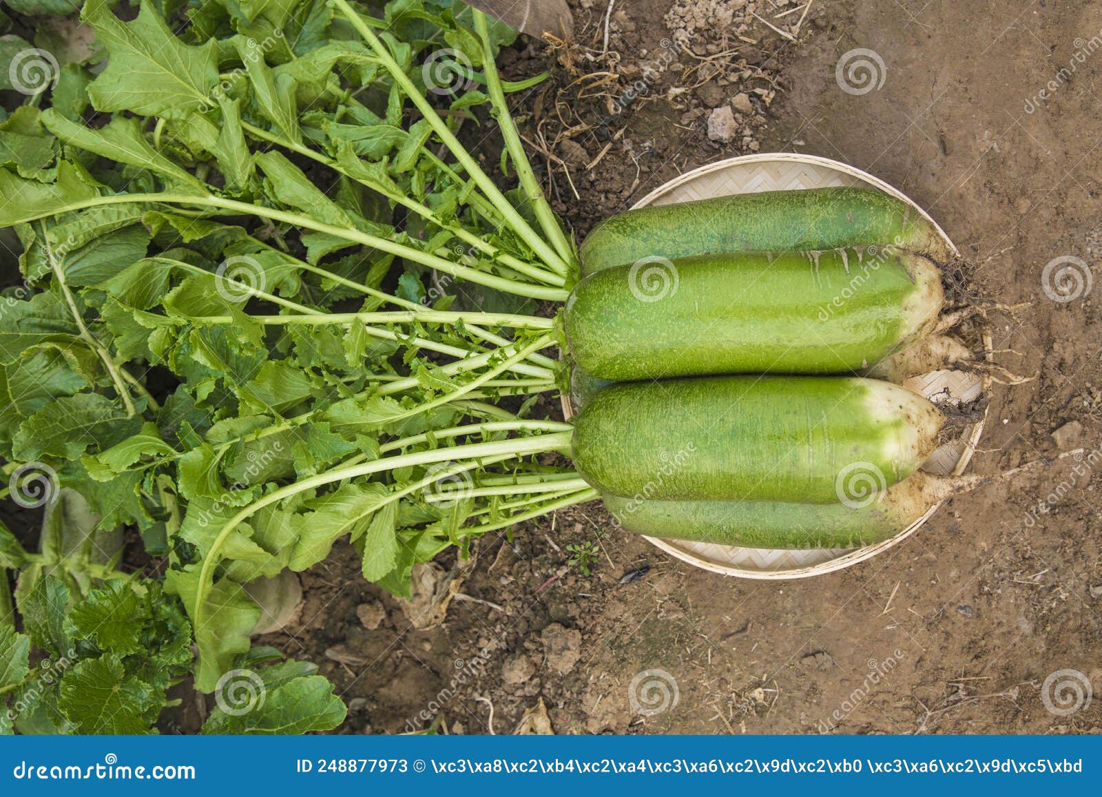 The Green Turnips in the Vegetable Patch Stock Image - Image of green ...