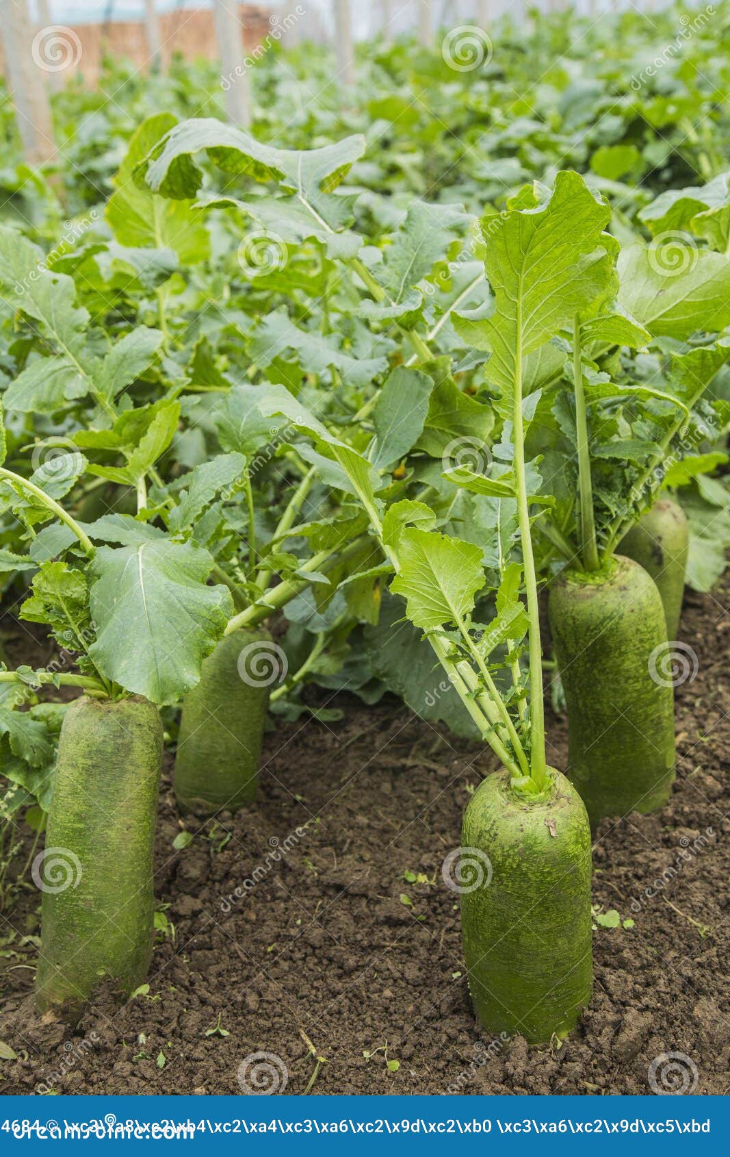 The Green Turnips in the Vegetable Patch Stock Photo - Image of food ...