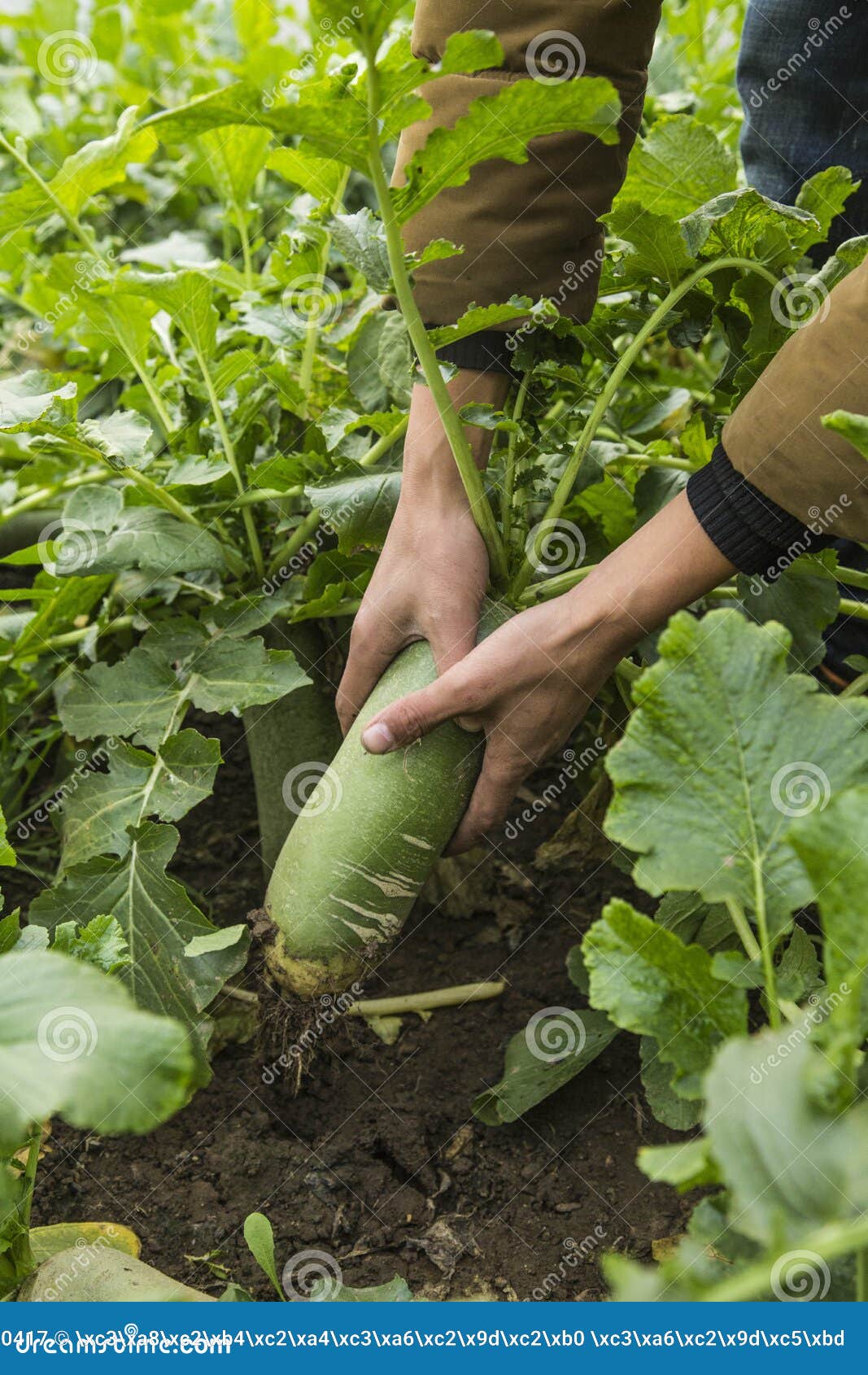 The Green Turnips in the Vegetable Patch Stock Image - Image of ...