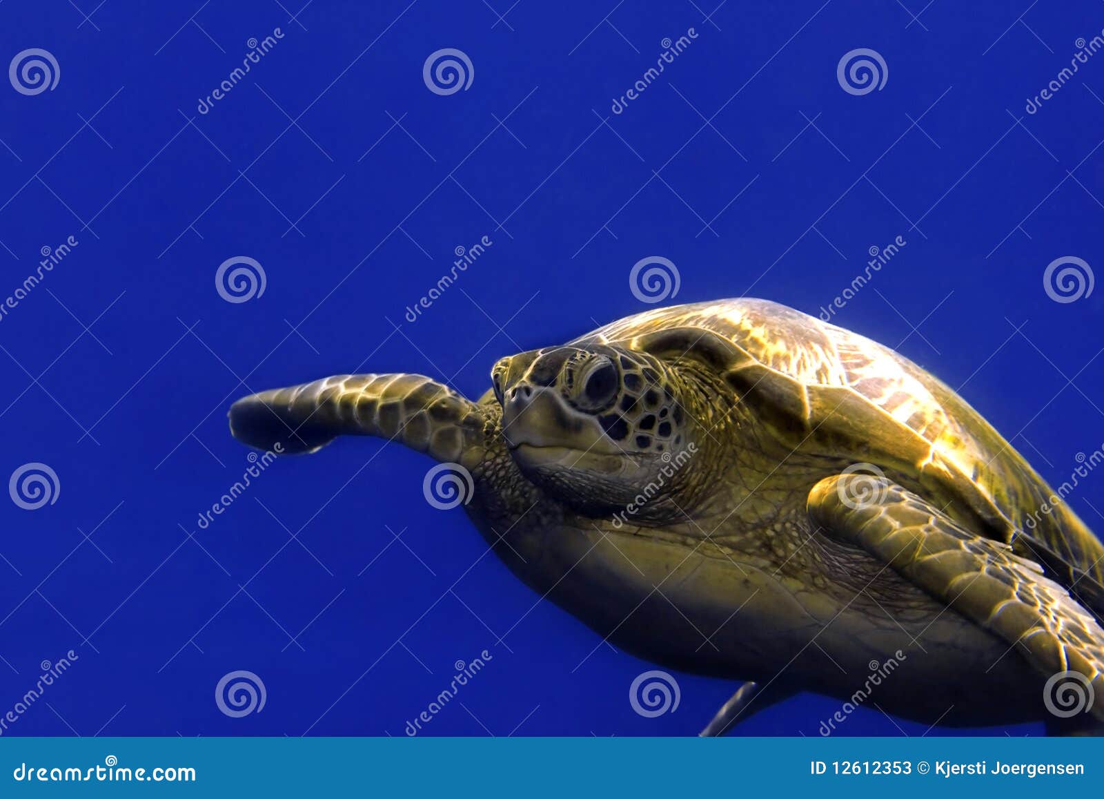 Green turtle stock image. Image of turtle, holiday, face - 12612353